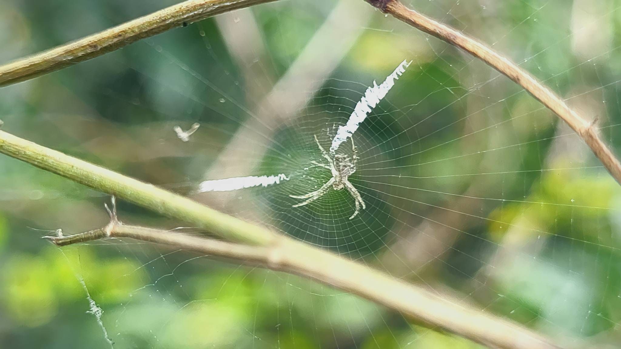 Spider shots - Samsung Members