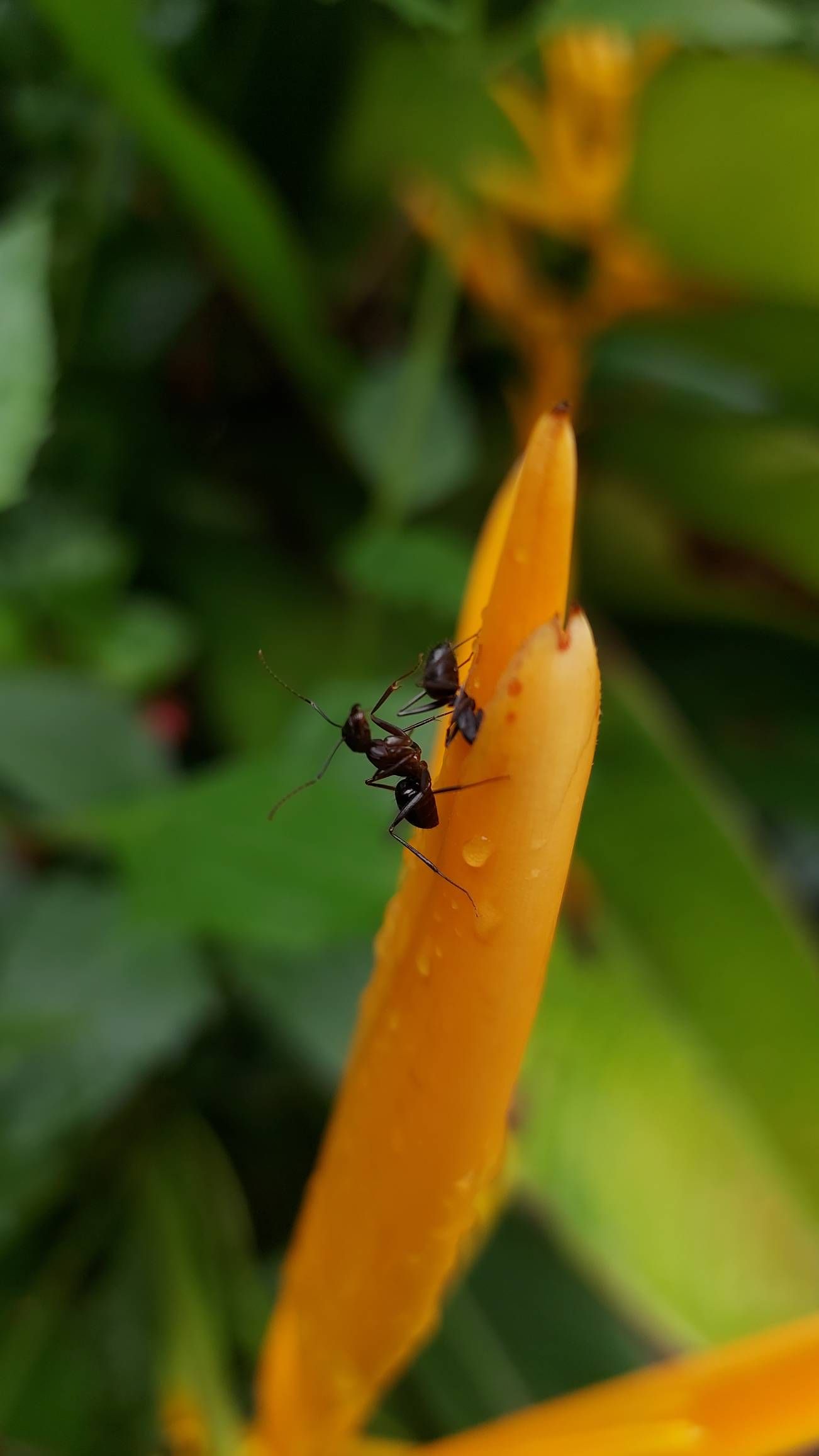 The Black Ant - Samsung Members