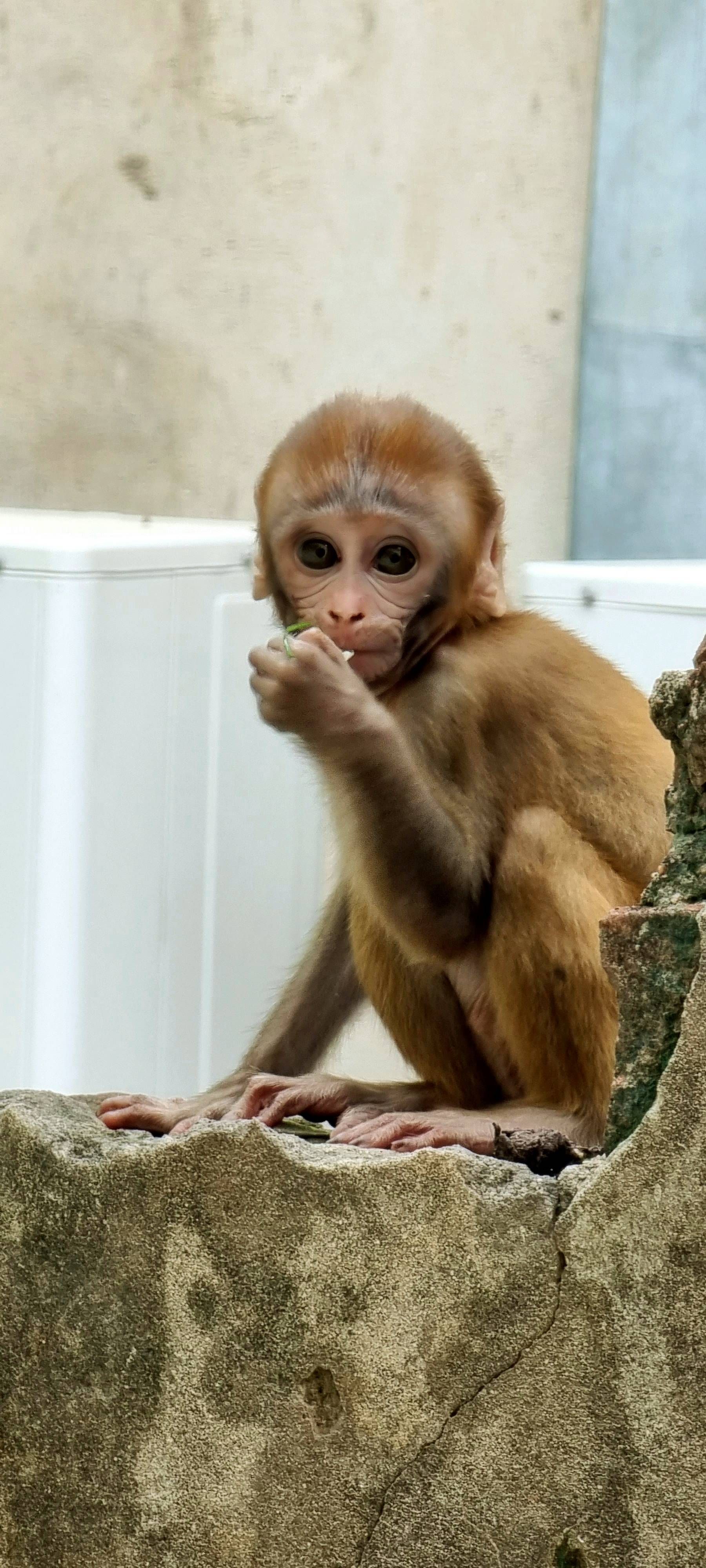 Monkey - Samsung Members