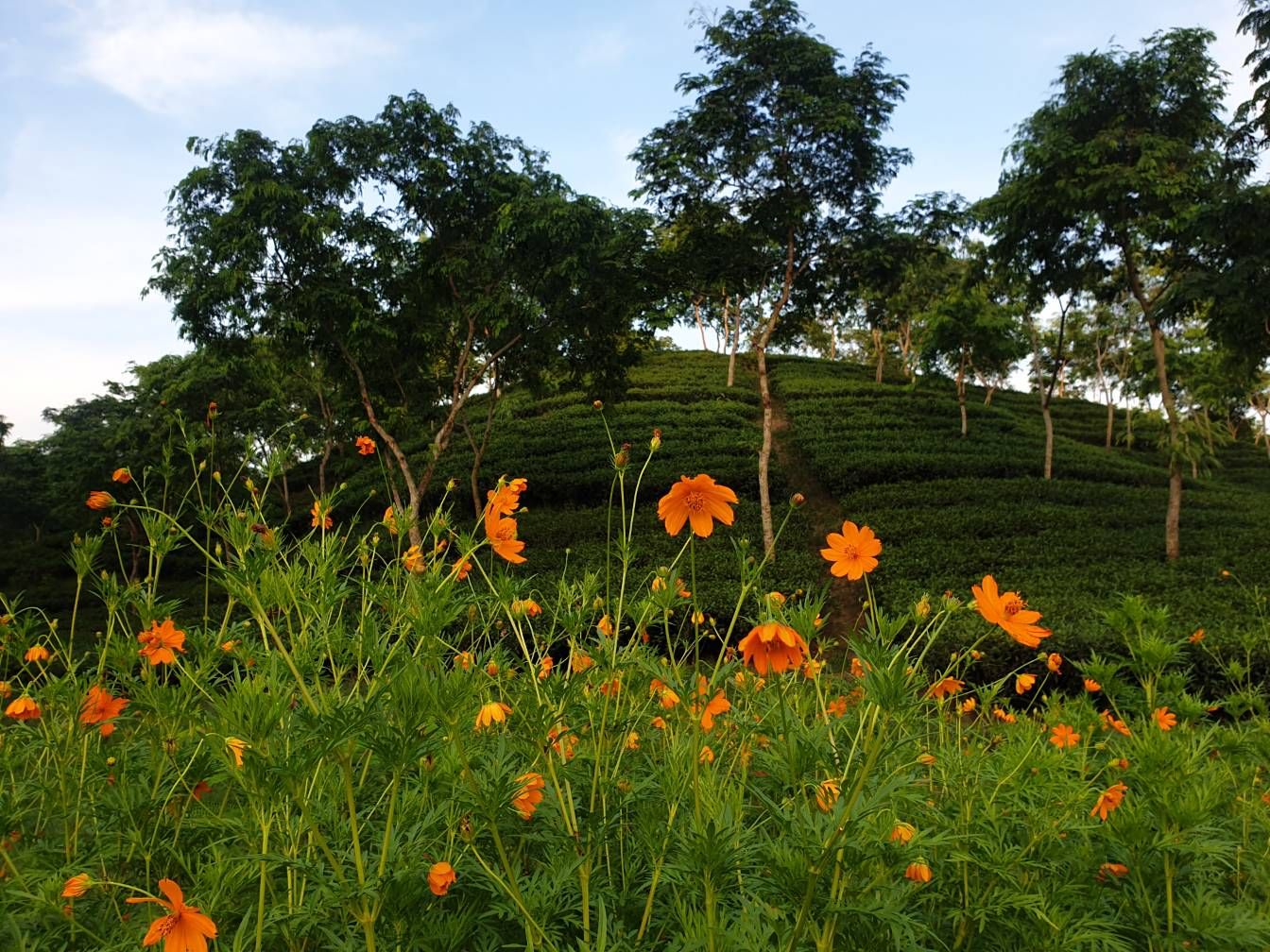 Tea garden - Samsung Members