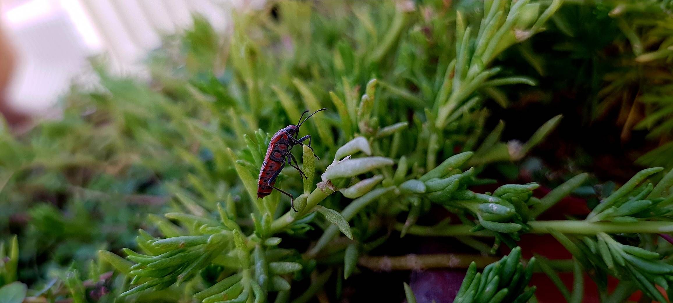 My first ever photo of an insect - Samsung Members