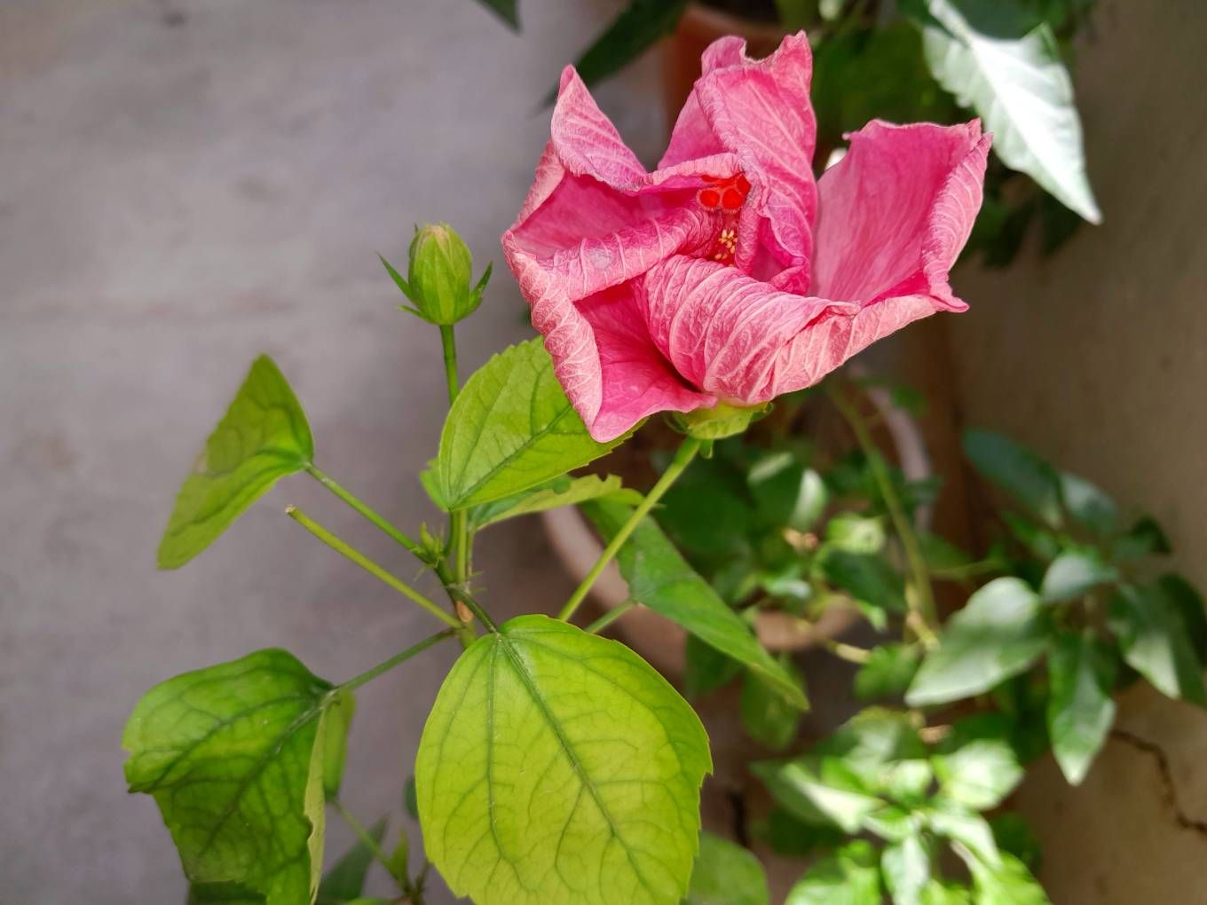 Fav😚 - Samsung Members