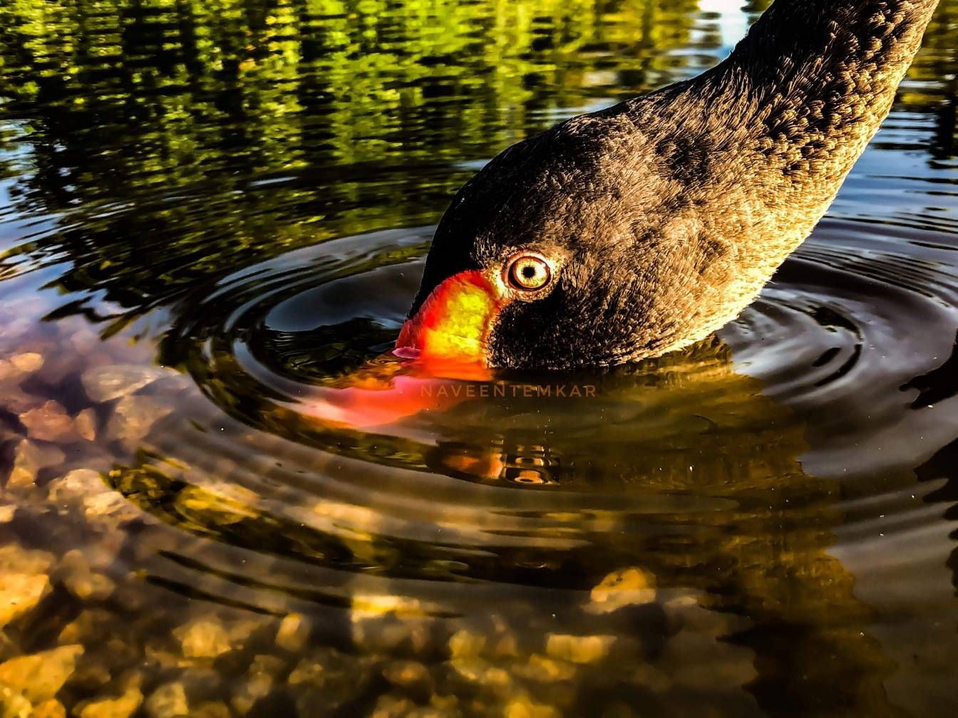Black Swan -S22 Ultra - Samsung Members