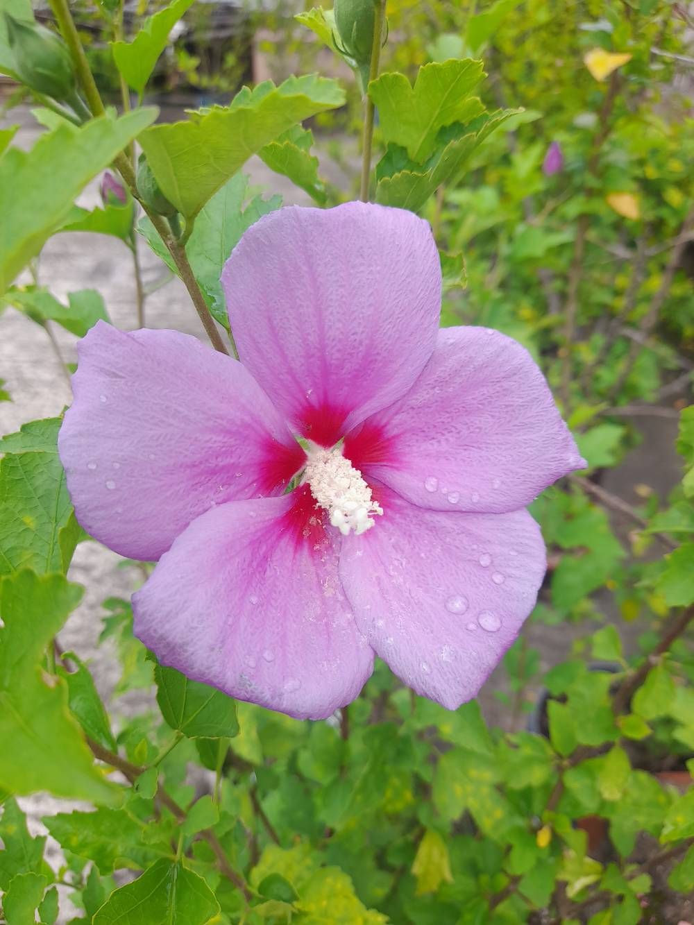 Hibiscus Syriacus Plant Of My Terrace Garden With Samsung Members