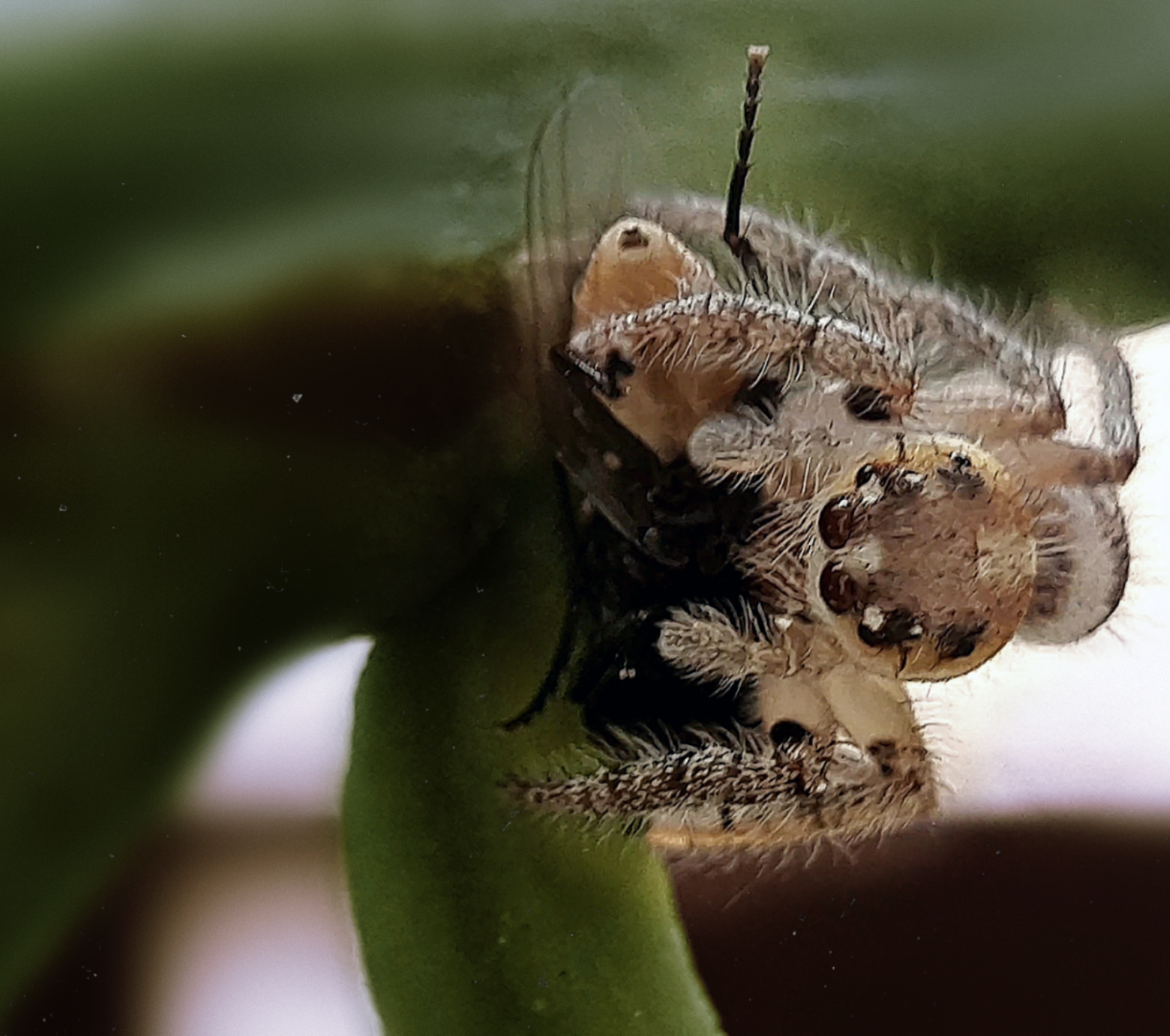 Spider attack - Samsung Members