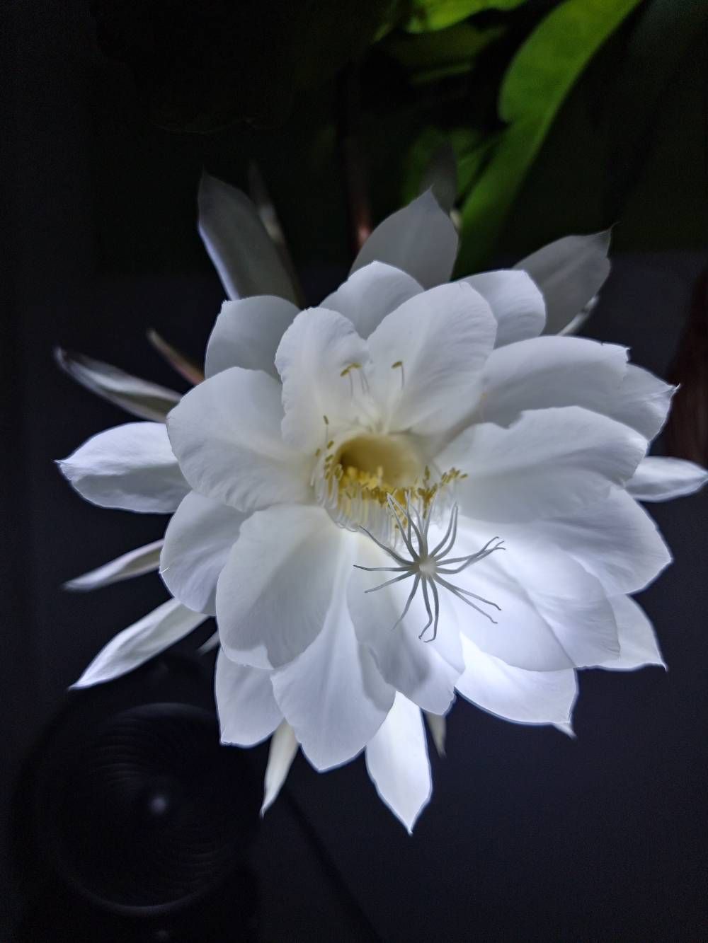 Photos of rare brahmakamalam flowers bloom at my h... - Samsung Members