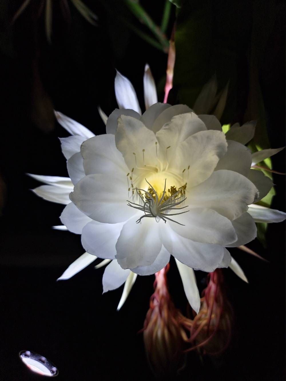 Photos of rare brahmakamalam flowers bloom at my h... - Samsung Members