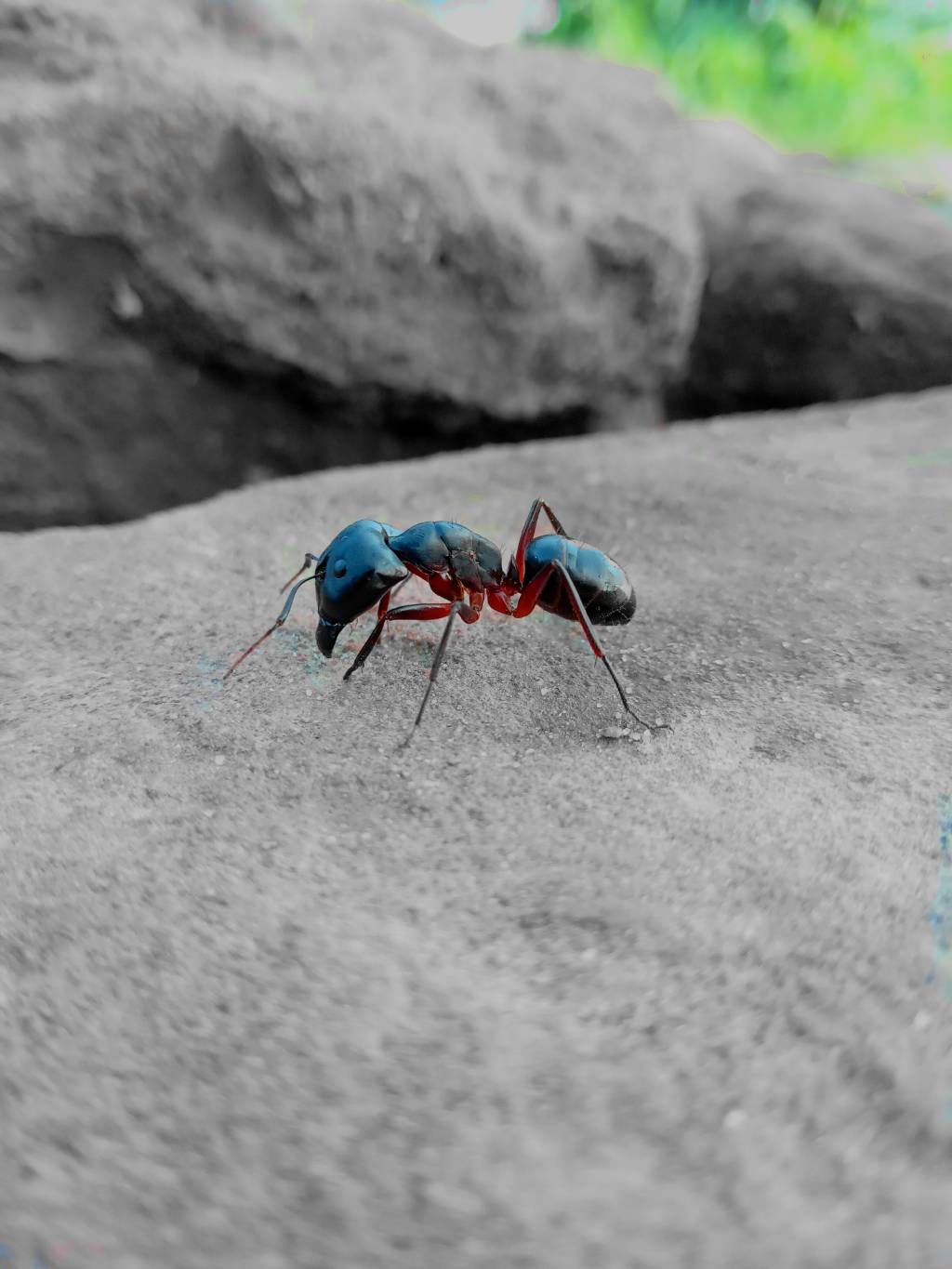 Big Ant 🐜 - Samsung Members