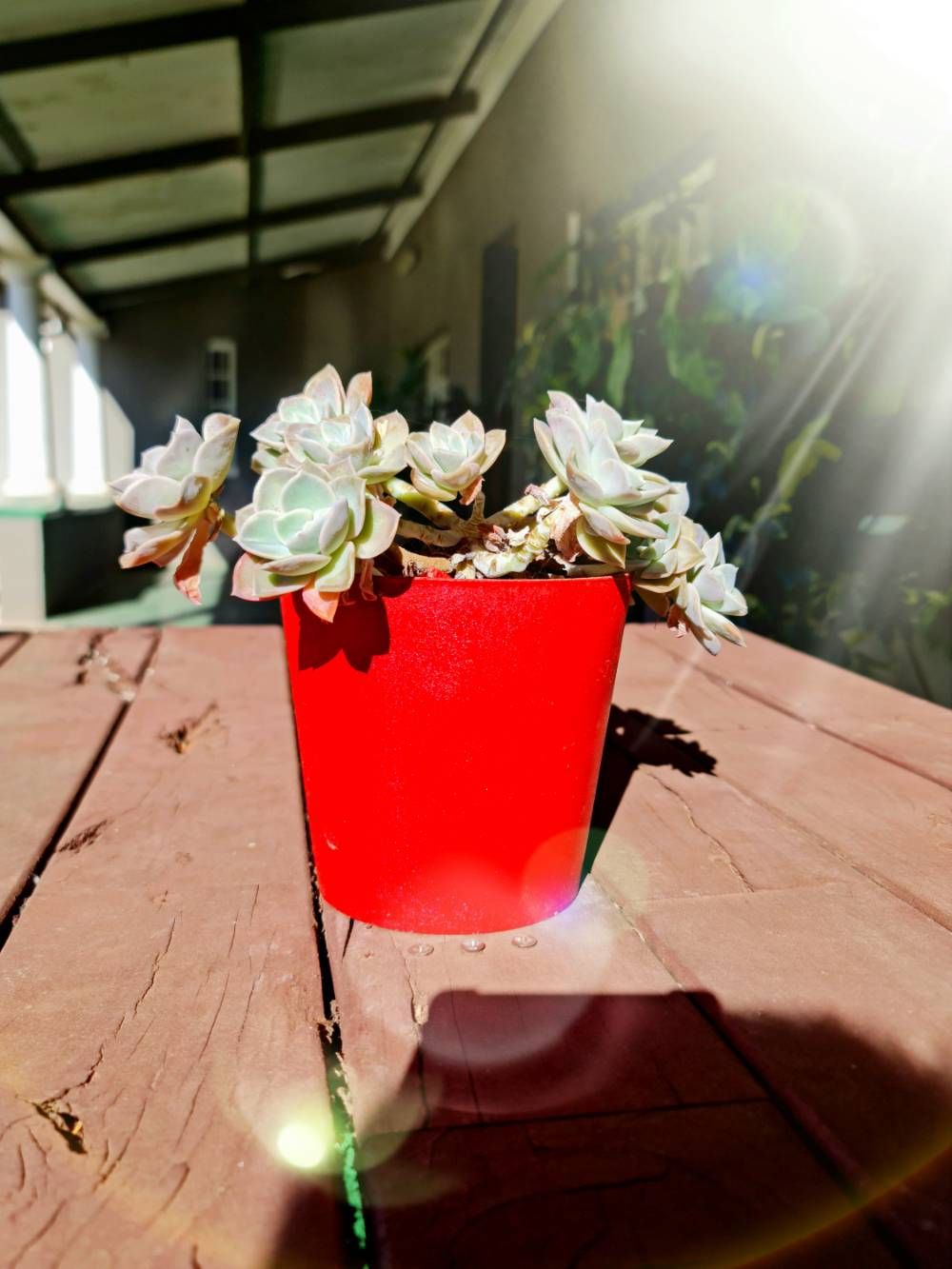 Red flower pot - Samsung Members