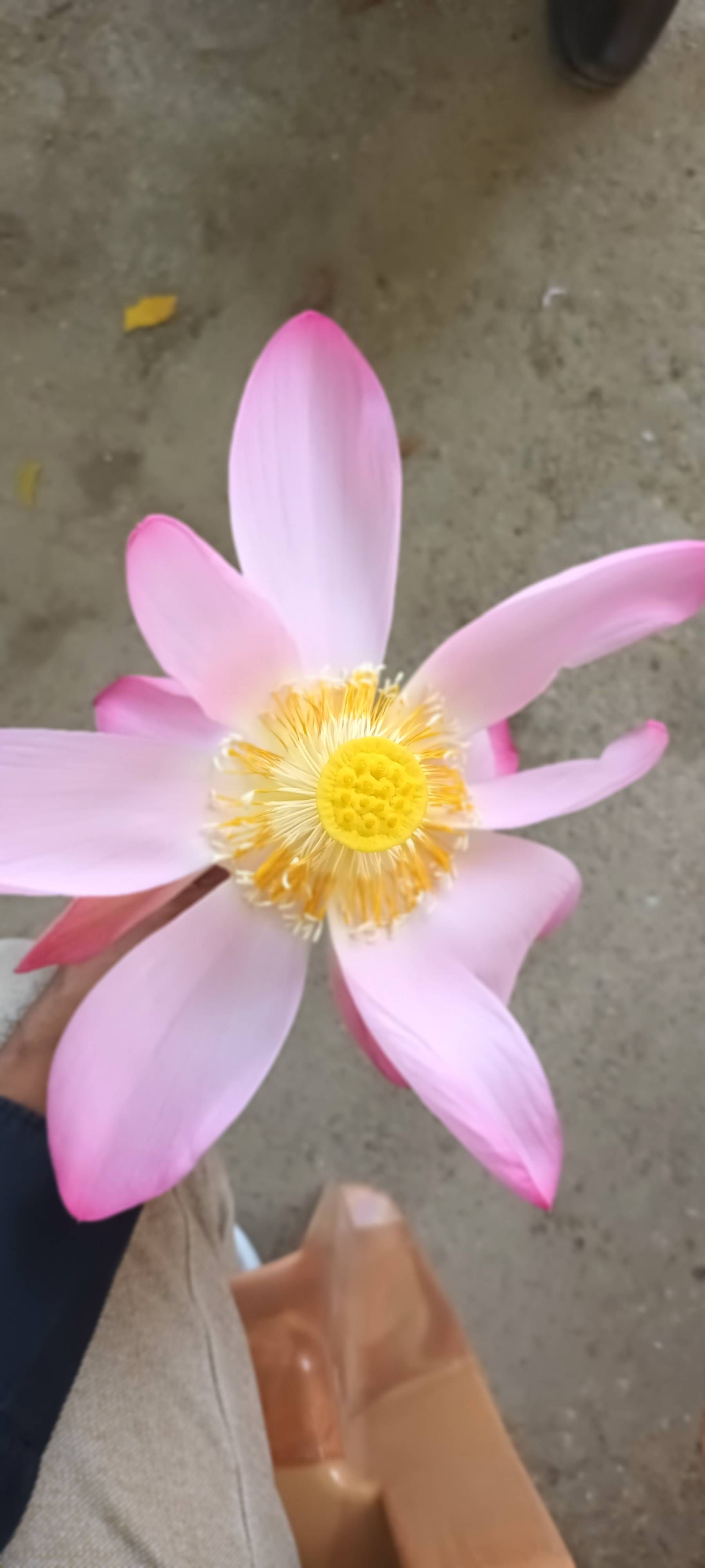 lotus - Samsung Members