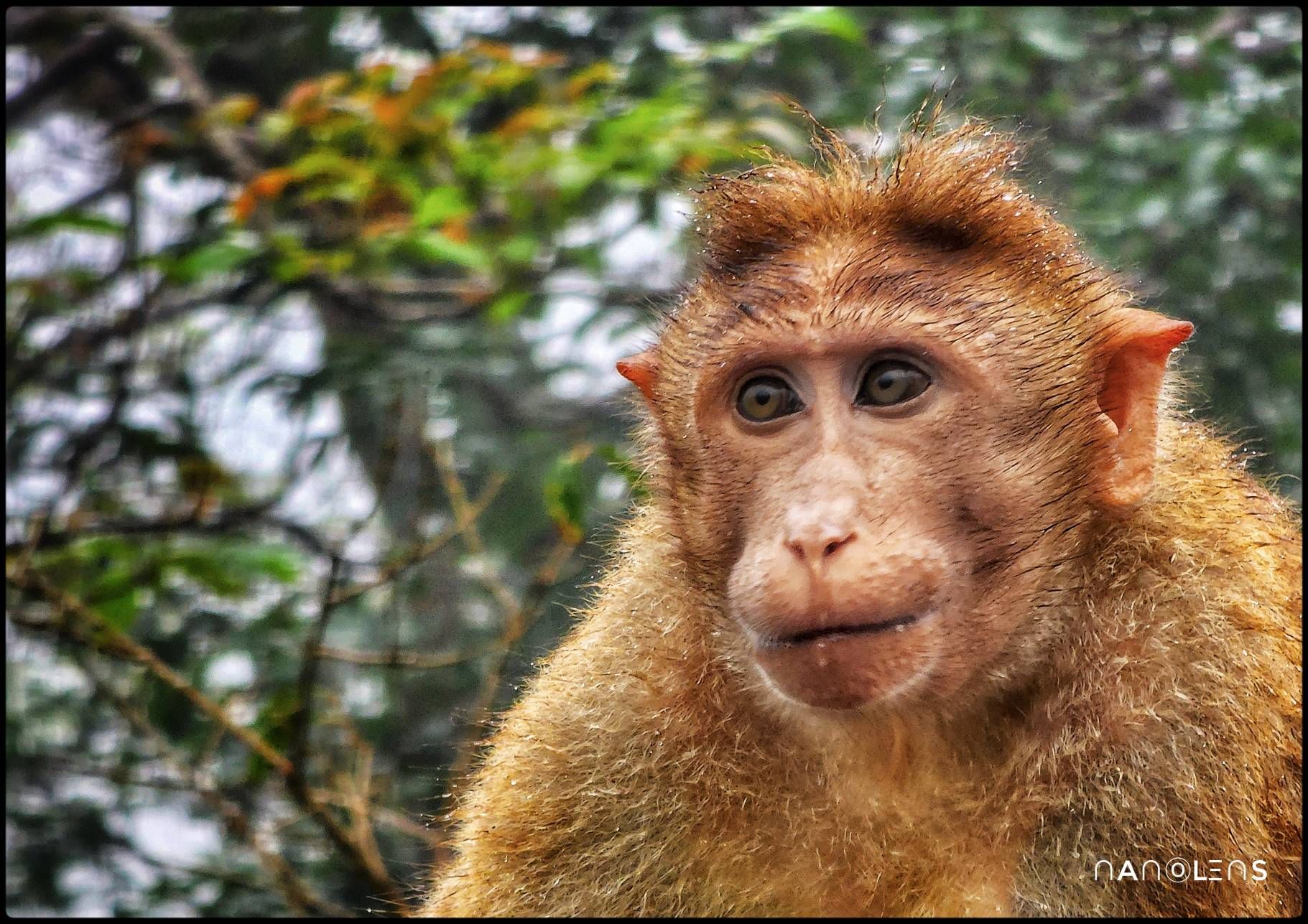 Monkey! - Samsung Members