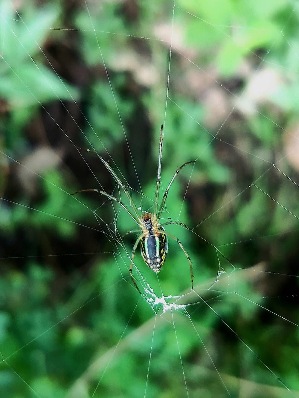 Very poisonous spider - Samsung Members