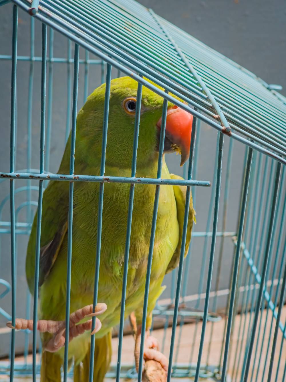 Parrot say "Selfie Maine leli Aaj" 🤣 - Samsung Members