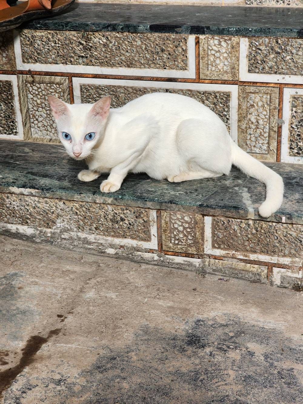 White Milkish | Blue Eyes - Samsung Members