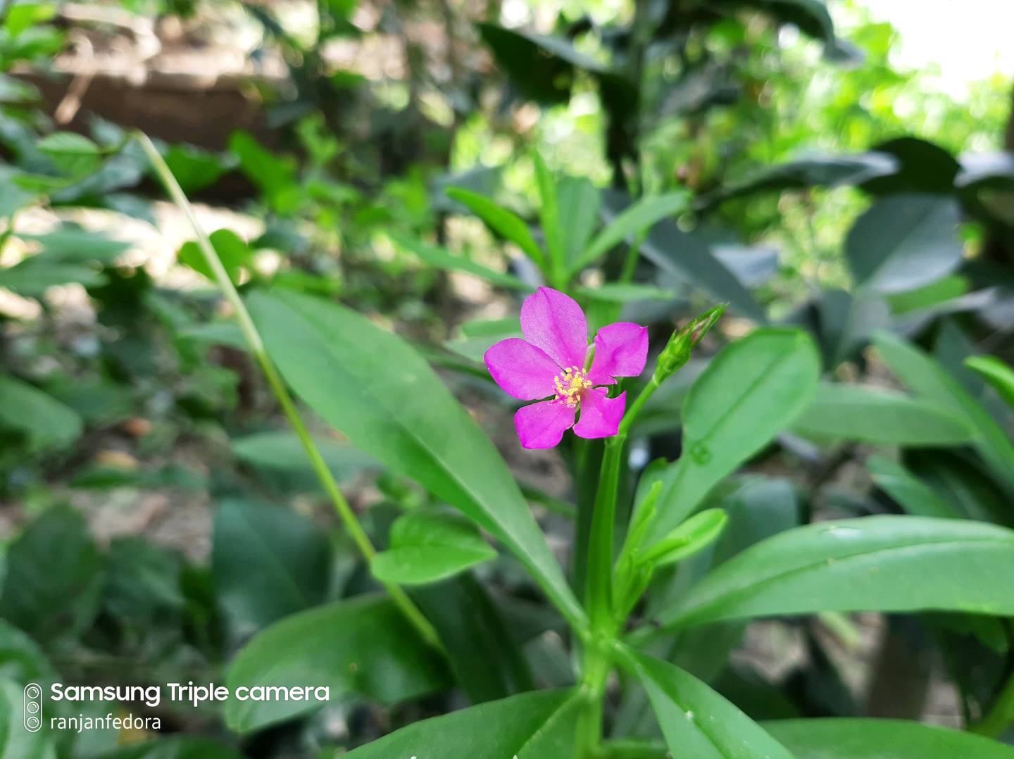 Galaxy A50 Pro mode - Samsung Members