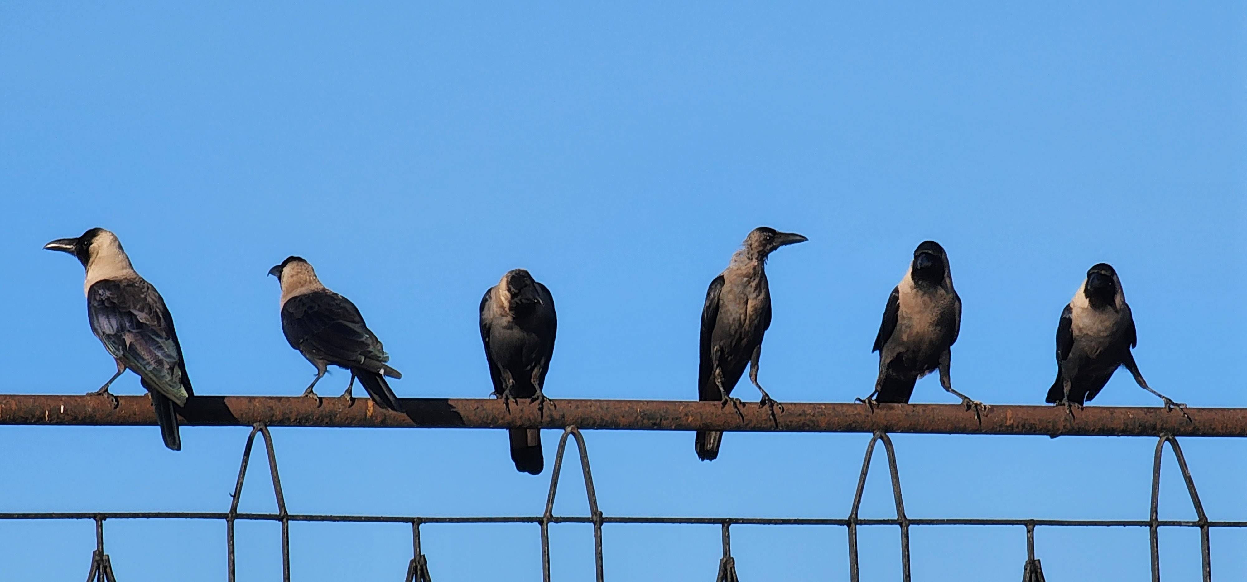 Crow meeting - Samsung Members