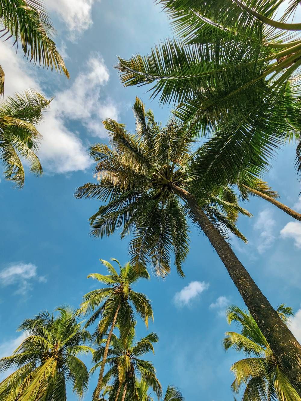 Under the Coconut Tree 🥥🌴 - Samsung Members