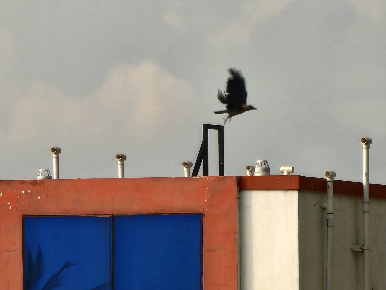 30x zoom with S22ultra, Capturing Crow flying. - Samsung Members