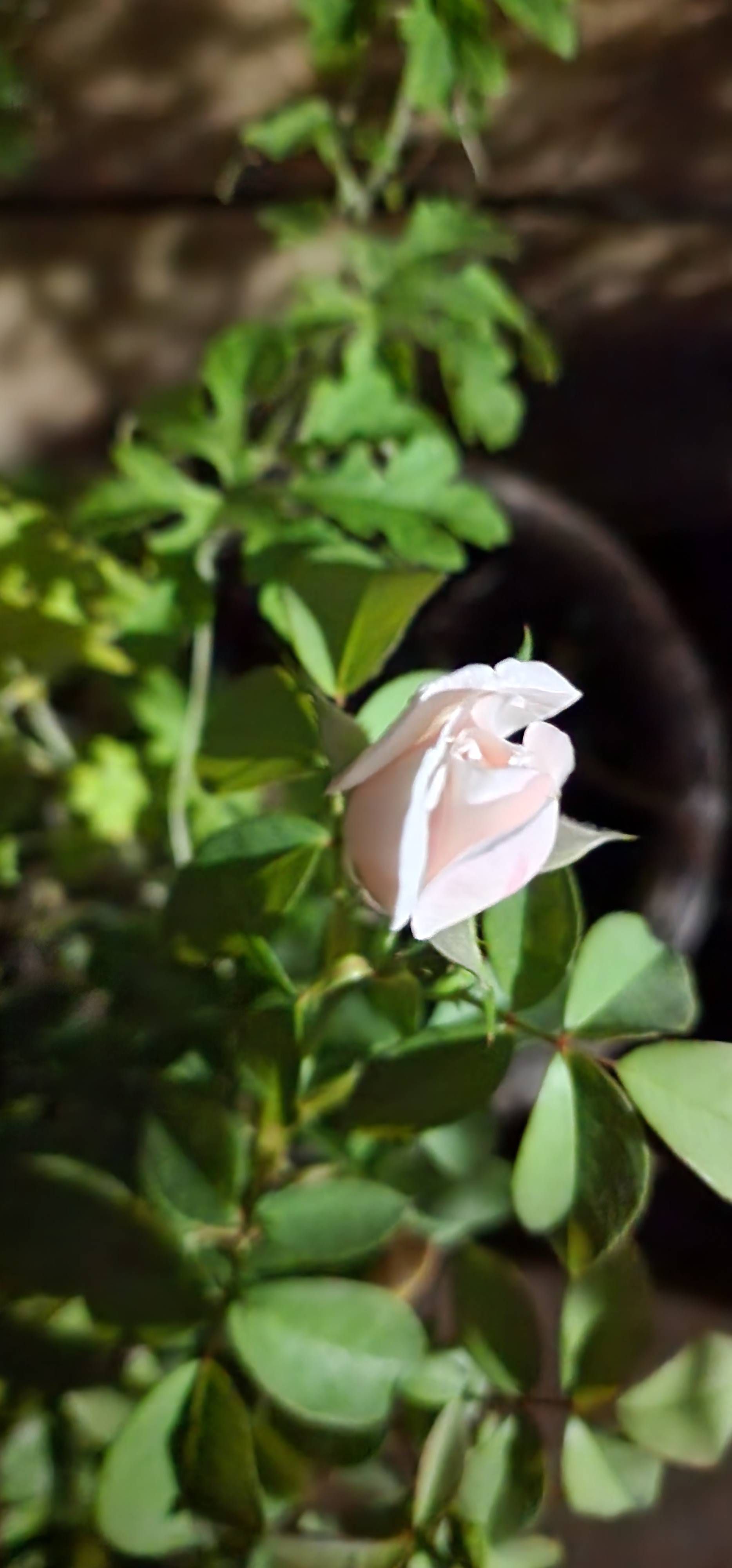 Camera quality is not satisfied after ui5 updated - Samsung Members