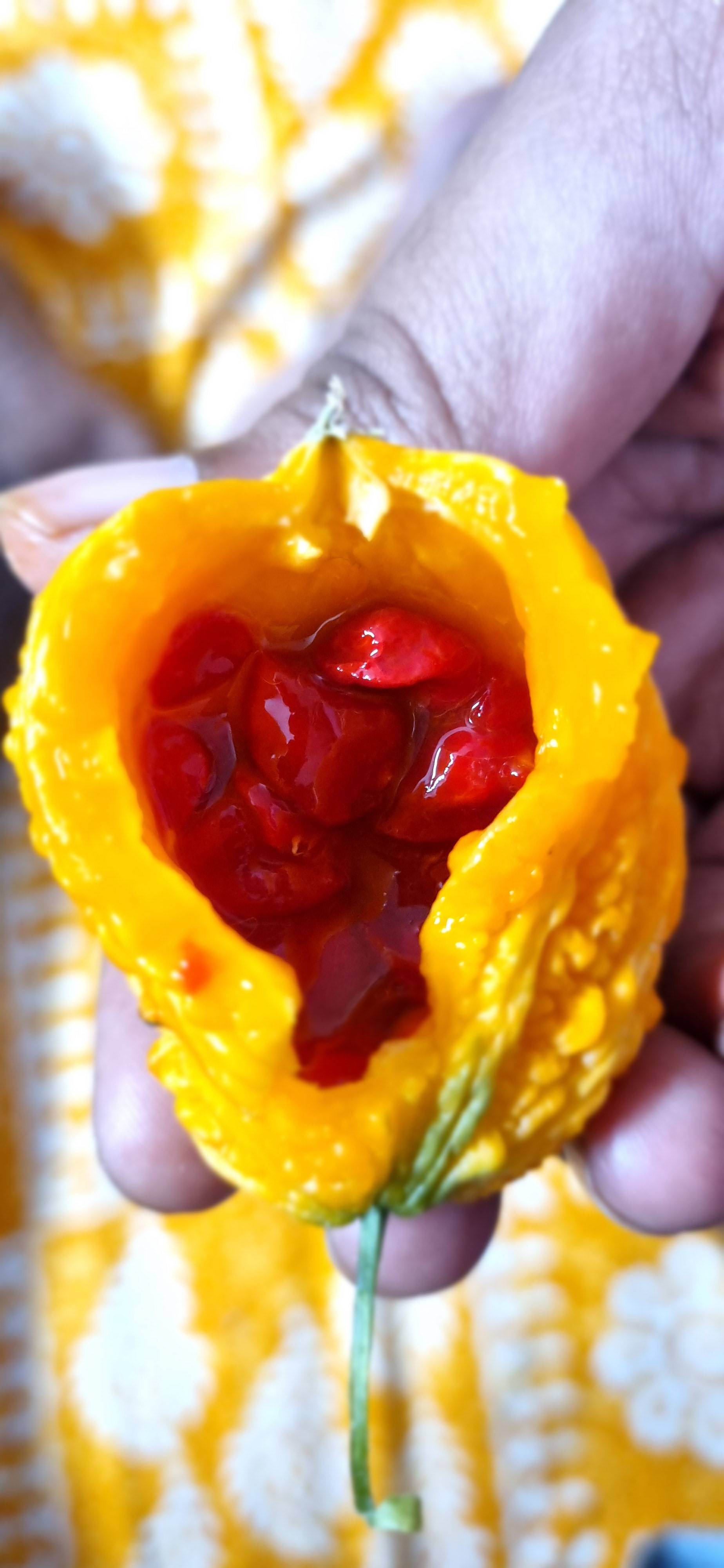 How a ripe bitter gourd looks from inside - Samsung Members