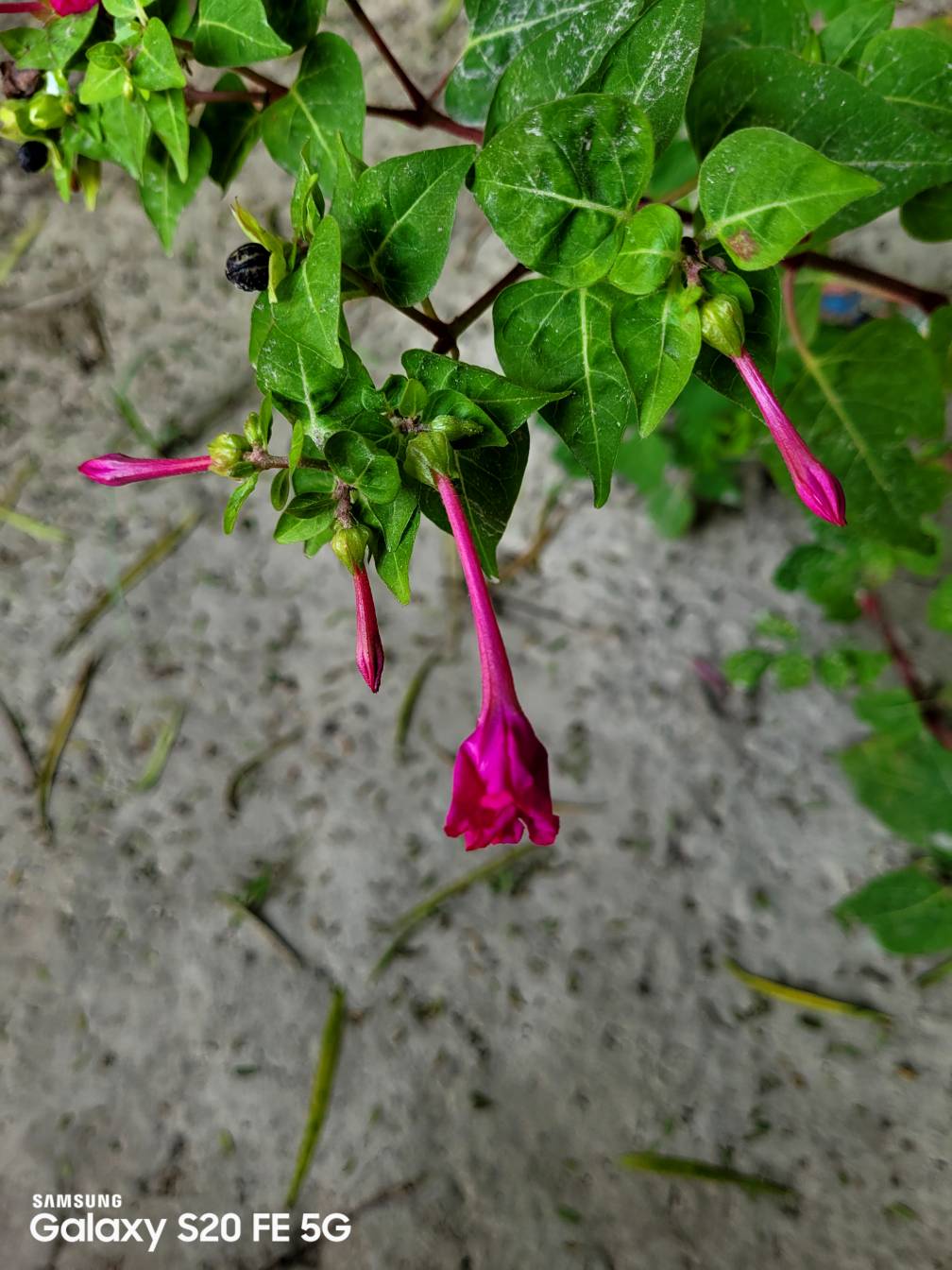 Samsung galaxy s20 FE 5g Camera Sample - Samsung Members