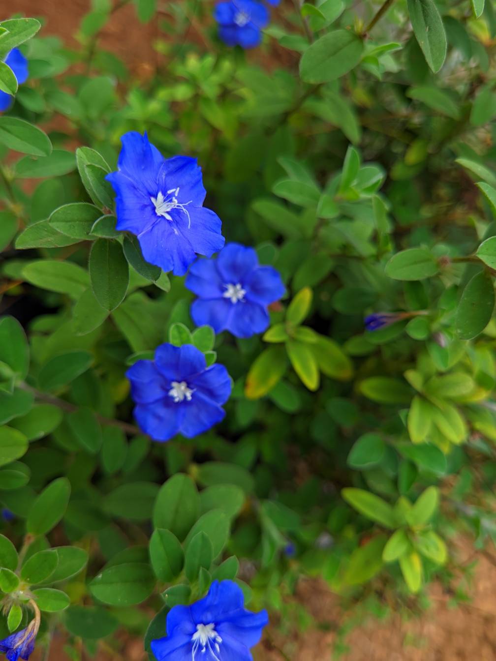 S20fe 5g gcam port - Samsung Members