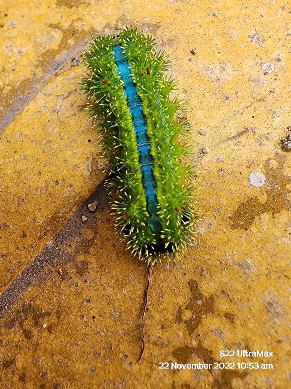 Colorpillar - Samsung Members