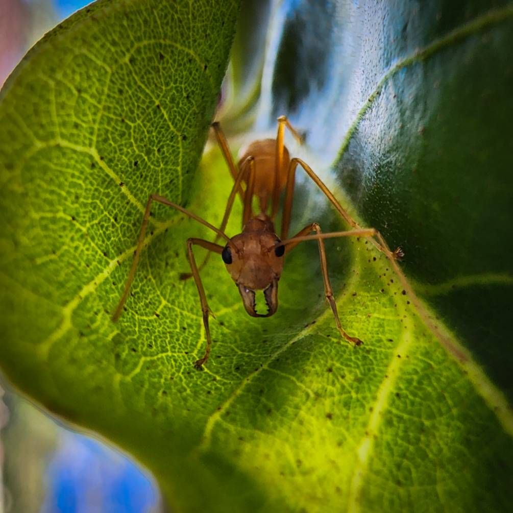 #ant..pic - Samsung Members