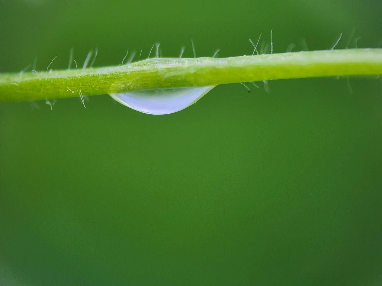 S22 Ultra Macro Photography - Samsung Members