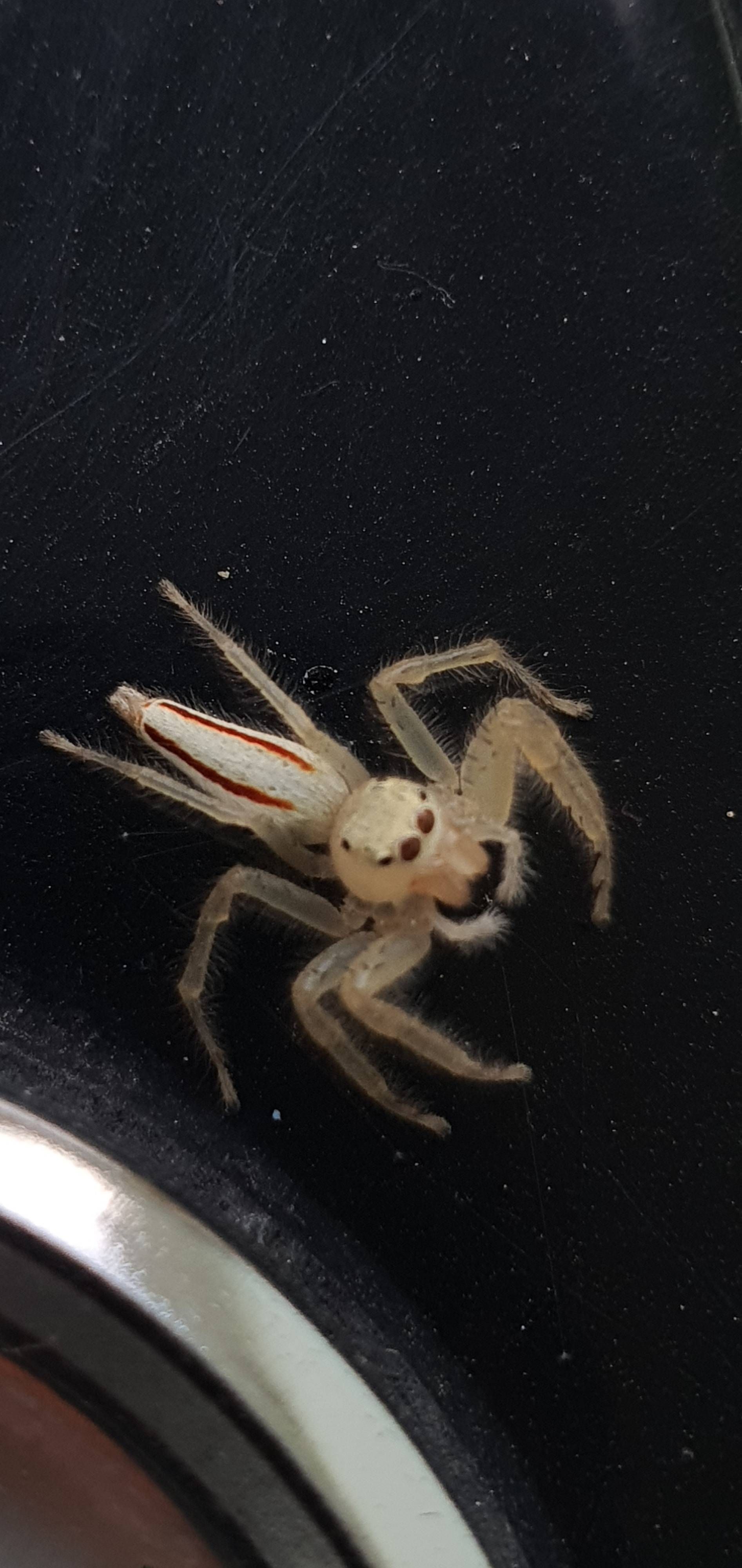 Spider - Samsung Members