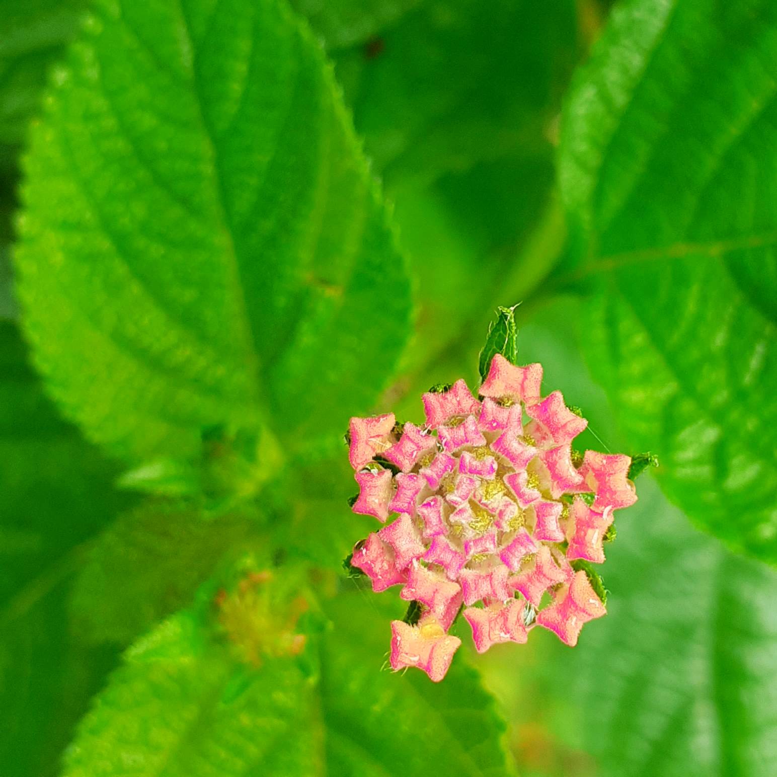 Netcher pics - Samsung Members