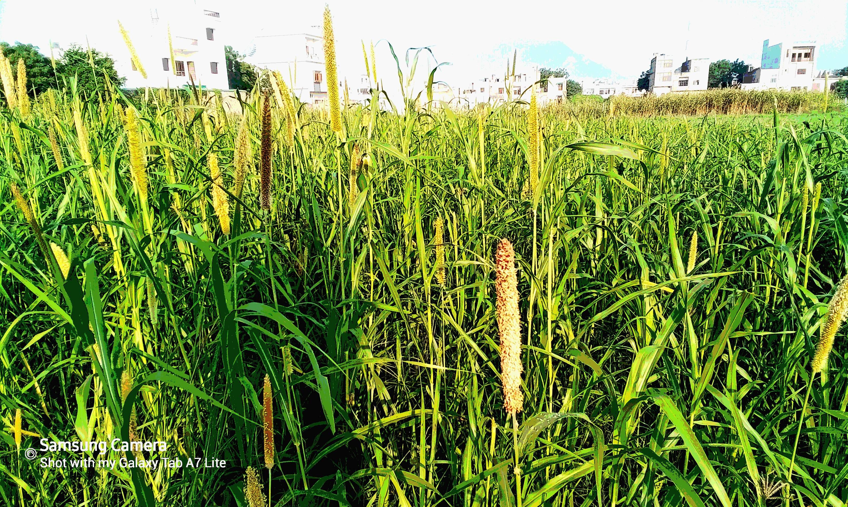 Glory of nature - Samsung Members