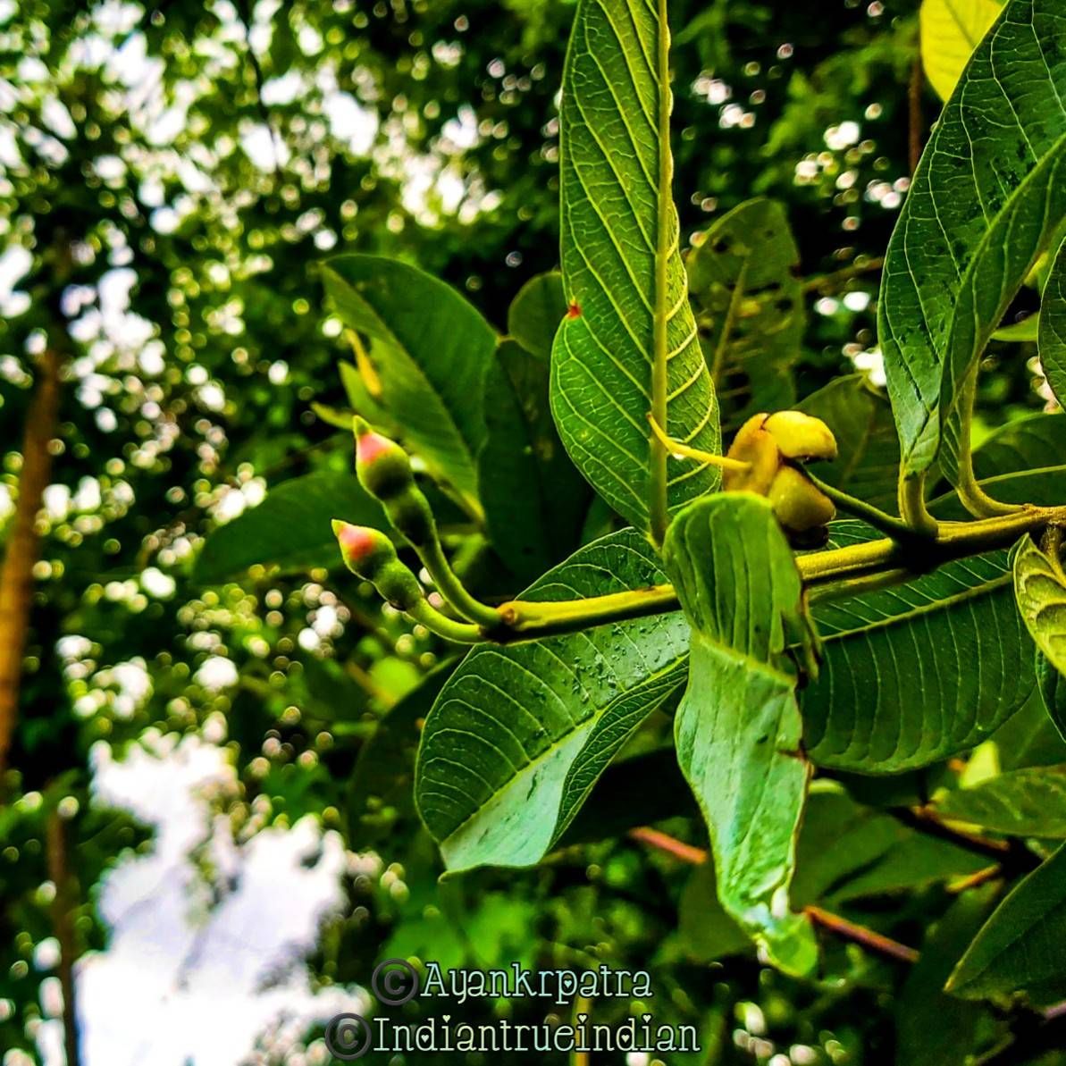 The guava buds 🫒 - Samsung Members