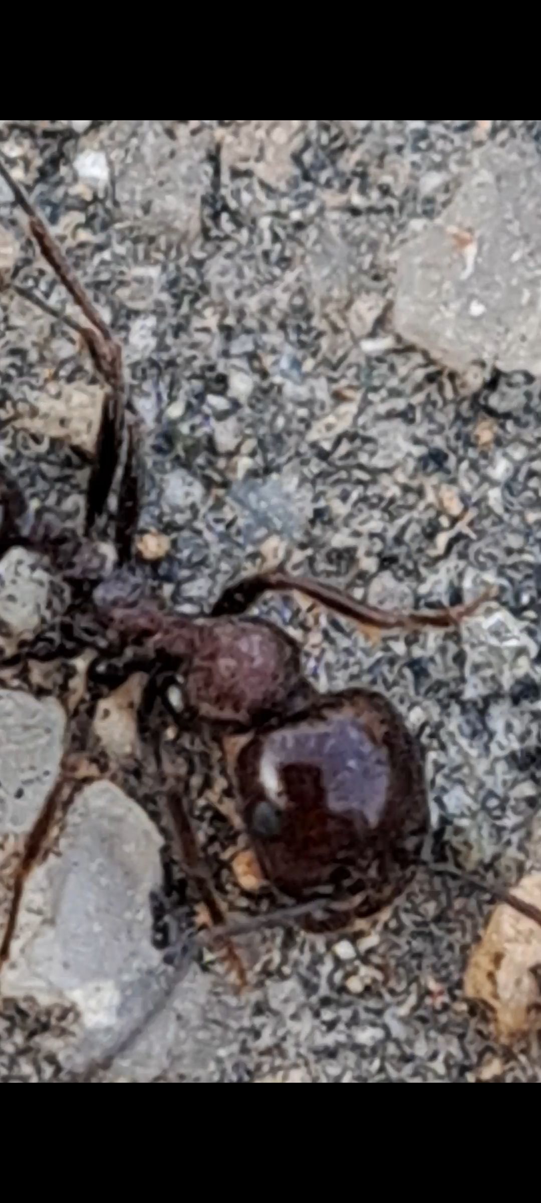 A53 mobile 10x zoom of ants - Samsung Members