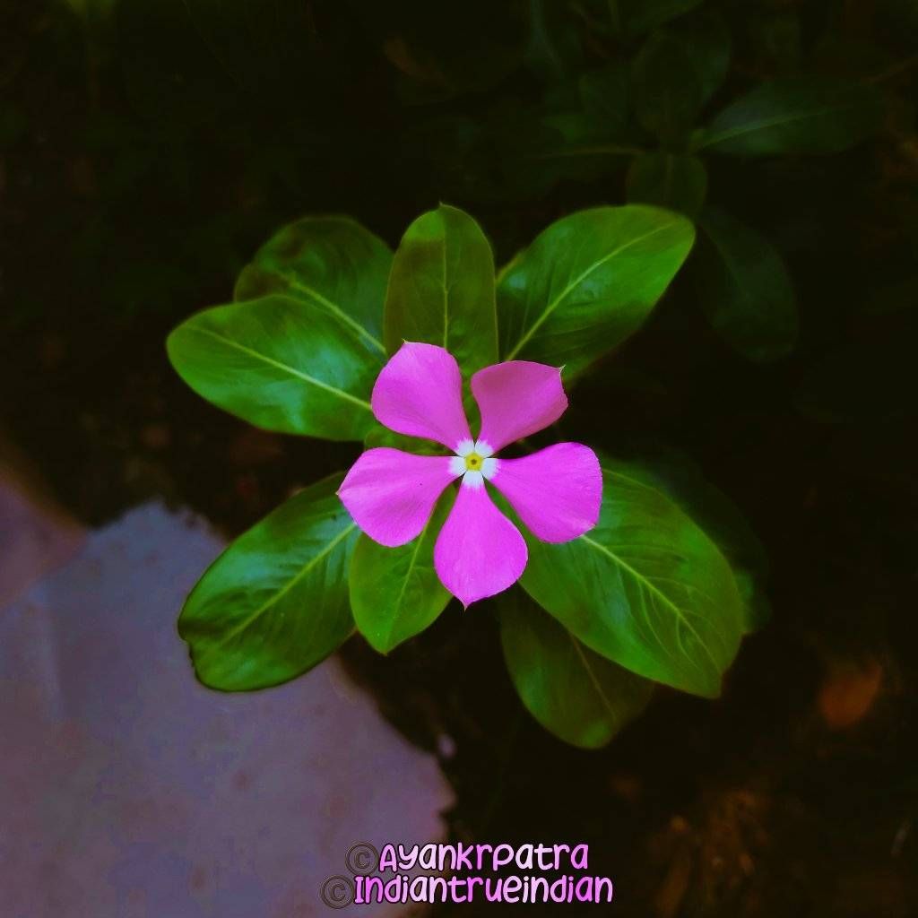 Nayantara Flower (Catharanthus roseus) - Samsung Members