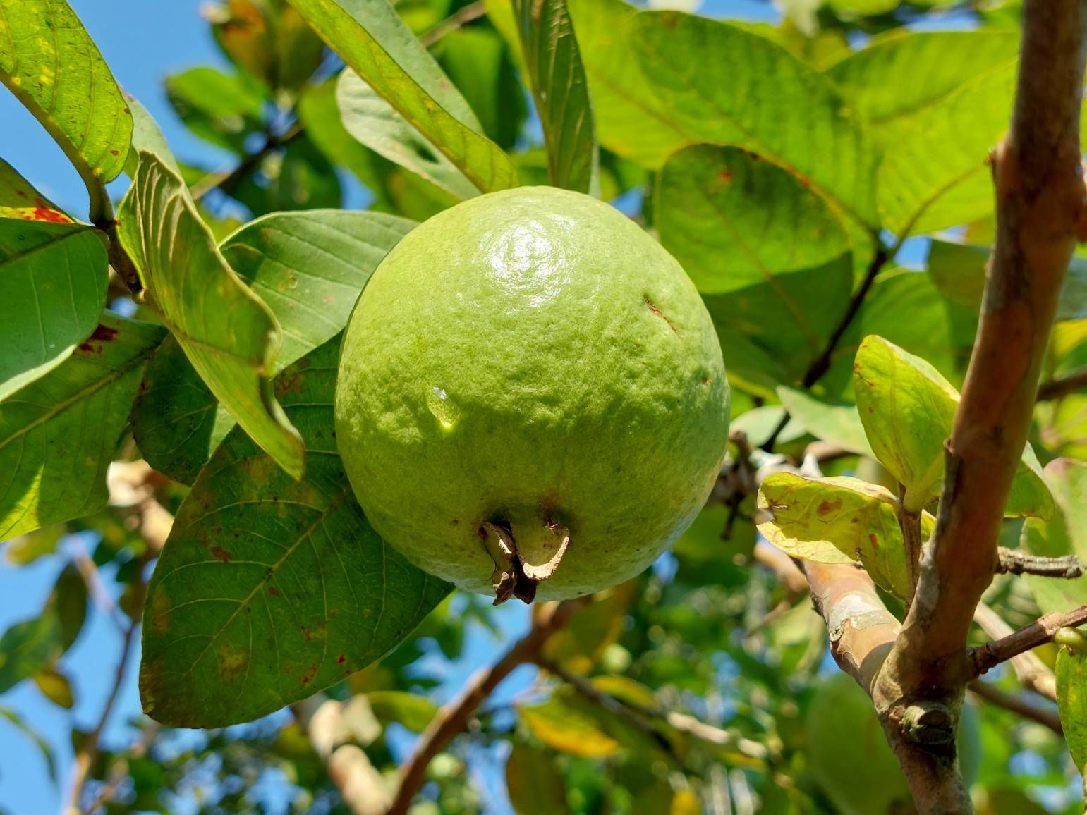 Guava - Samsung Members