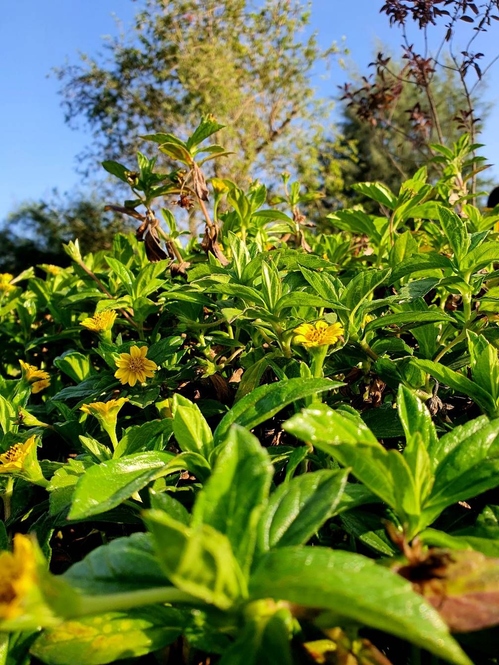 Joy in looking and comprehending is nature’s most ... - Samsung Members