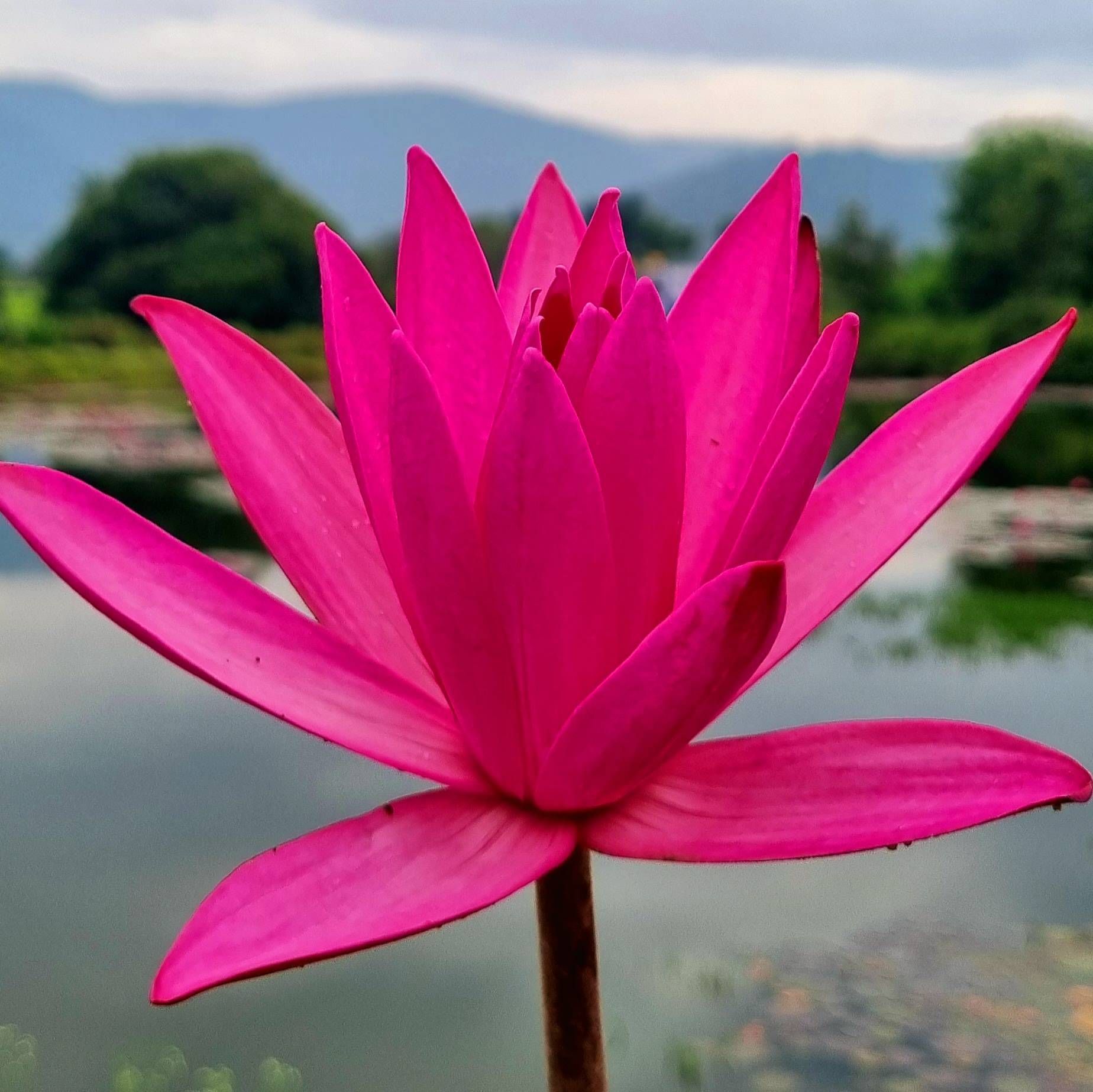 Lotus - Samsung Members