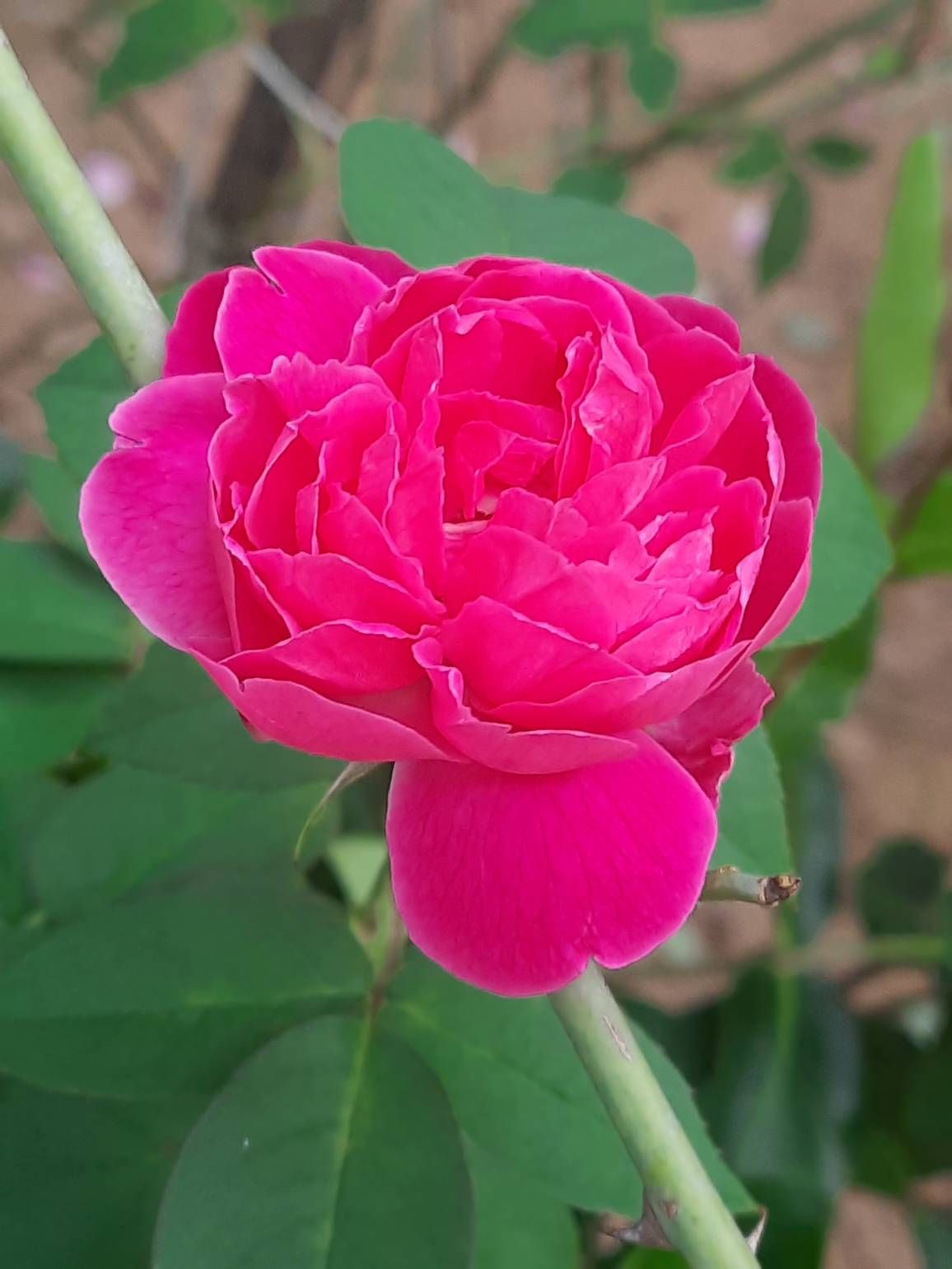 Rose - Samsung Members