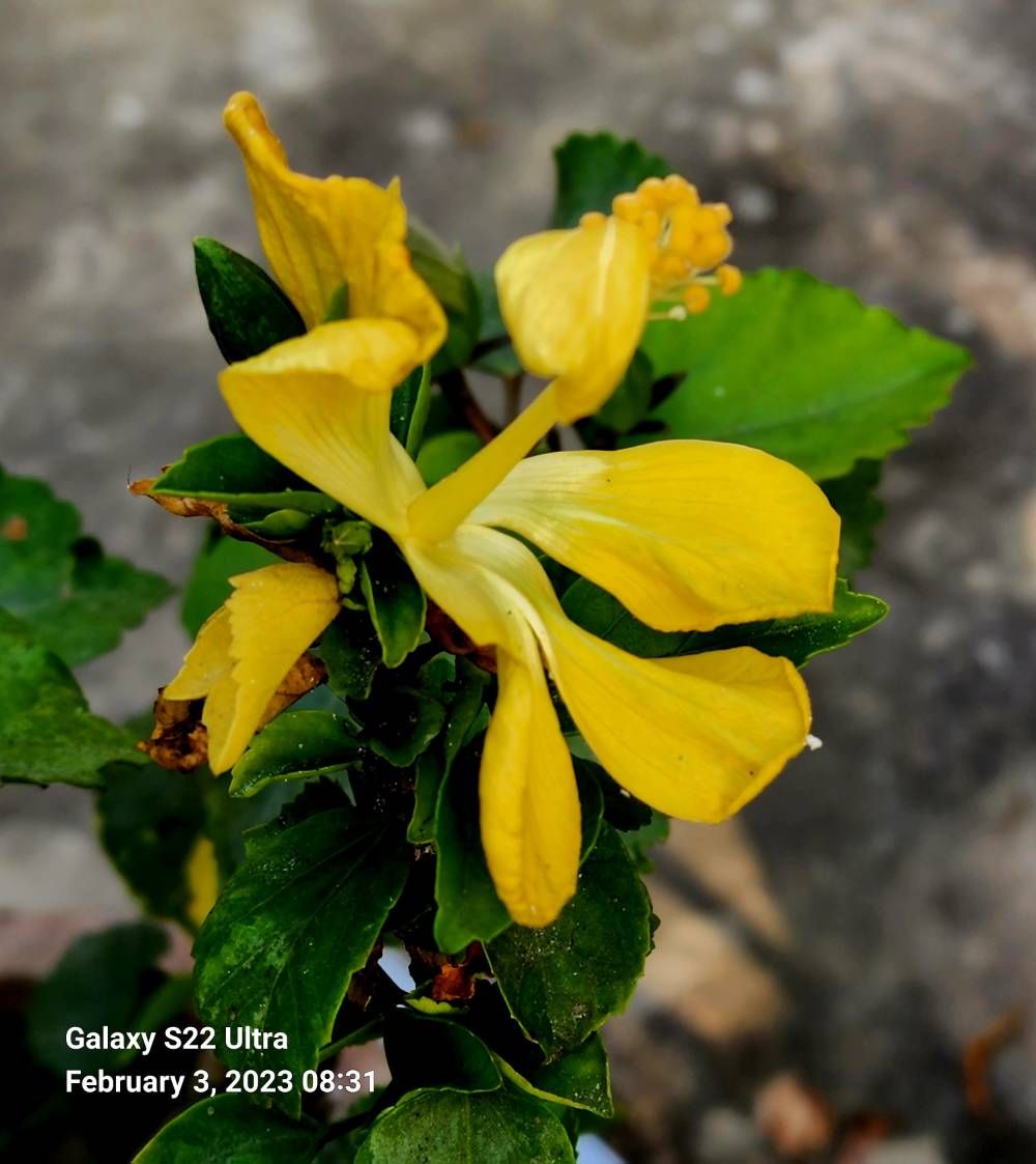 Yellow Flower #Samsung Galaxy S22 Ultra - Samsung Members
