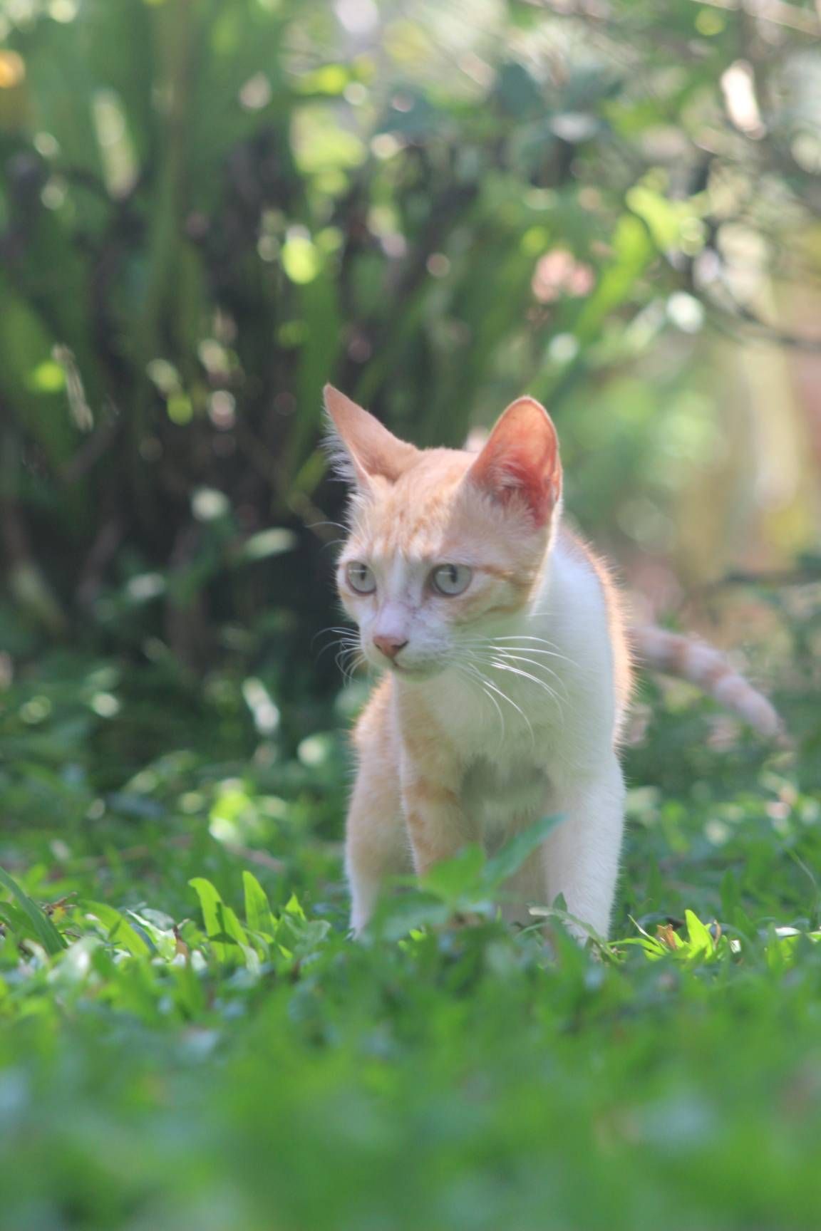 Cat - Samsung Members