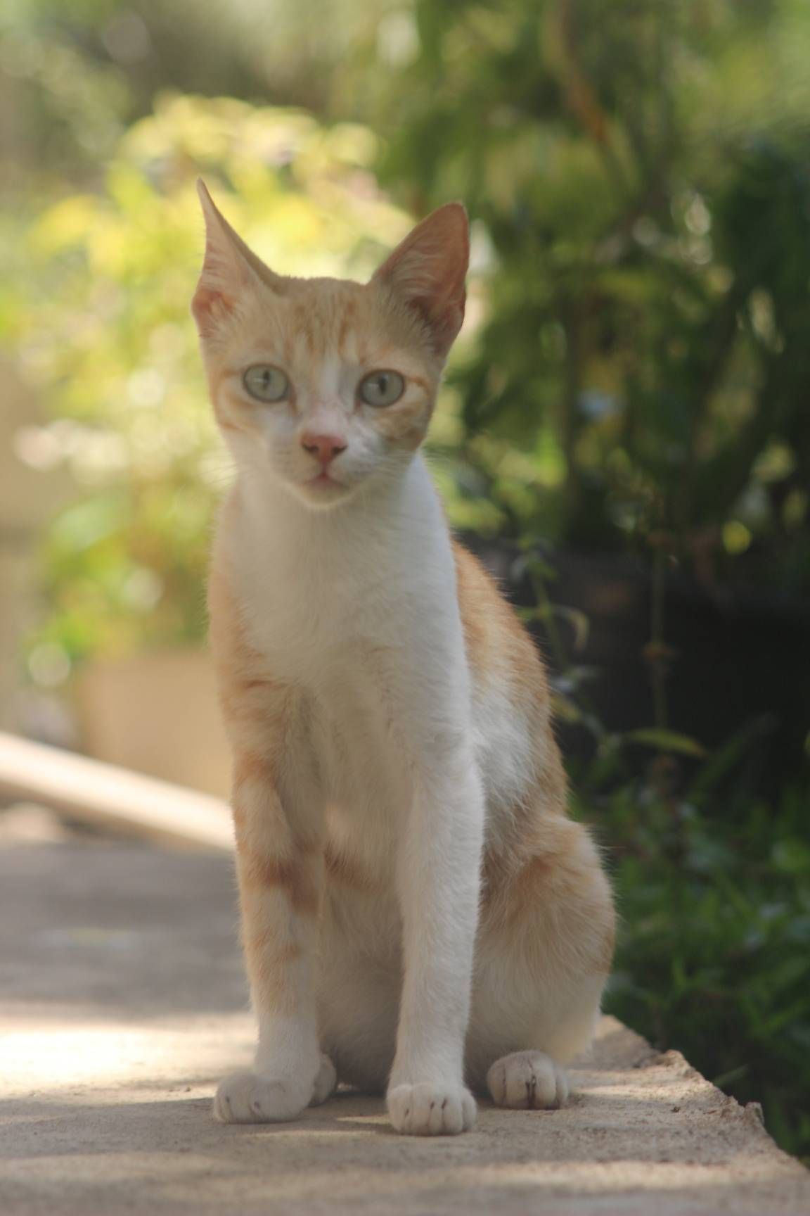 Cat - Samsung Members