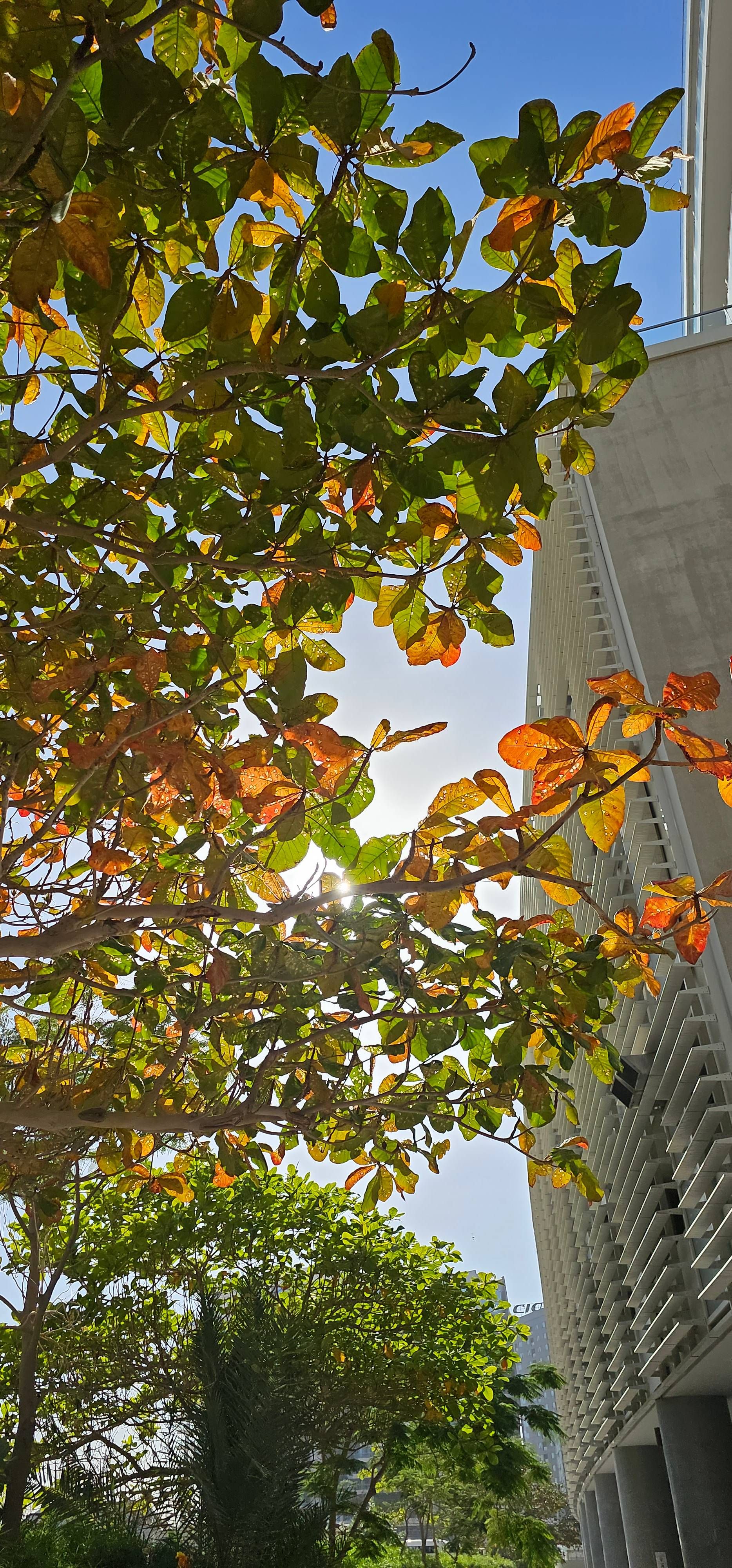 Sample photo from galaxy s23 ultra. - Samsung Members