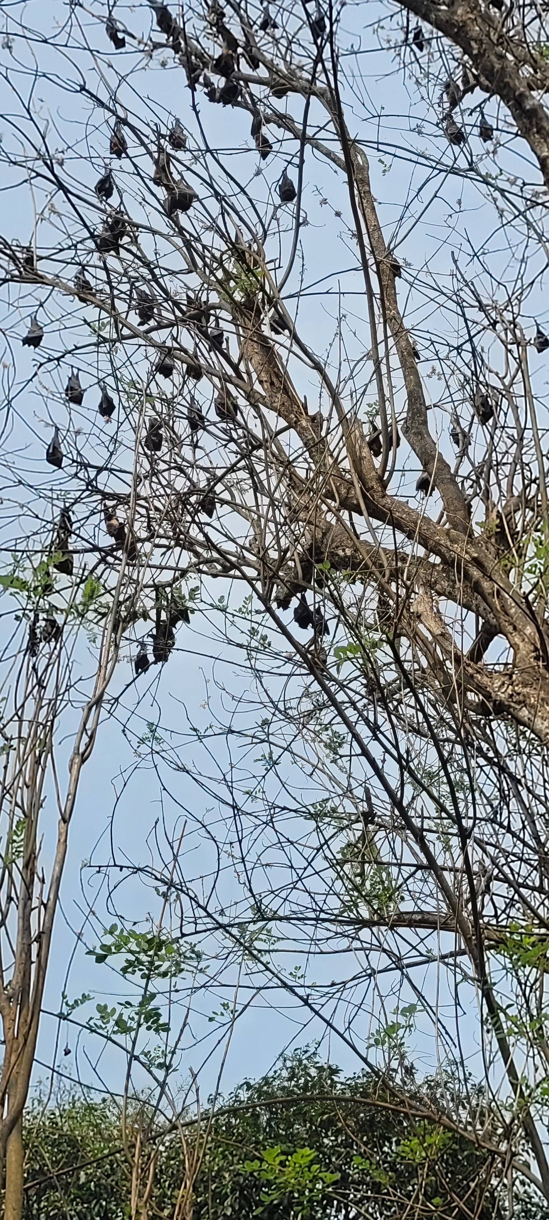 Fishing Net & Bats - Samsung Members