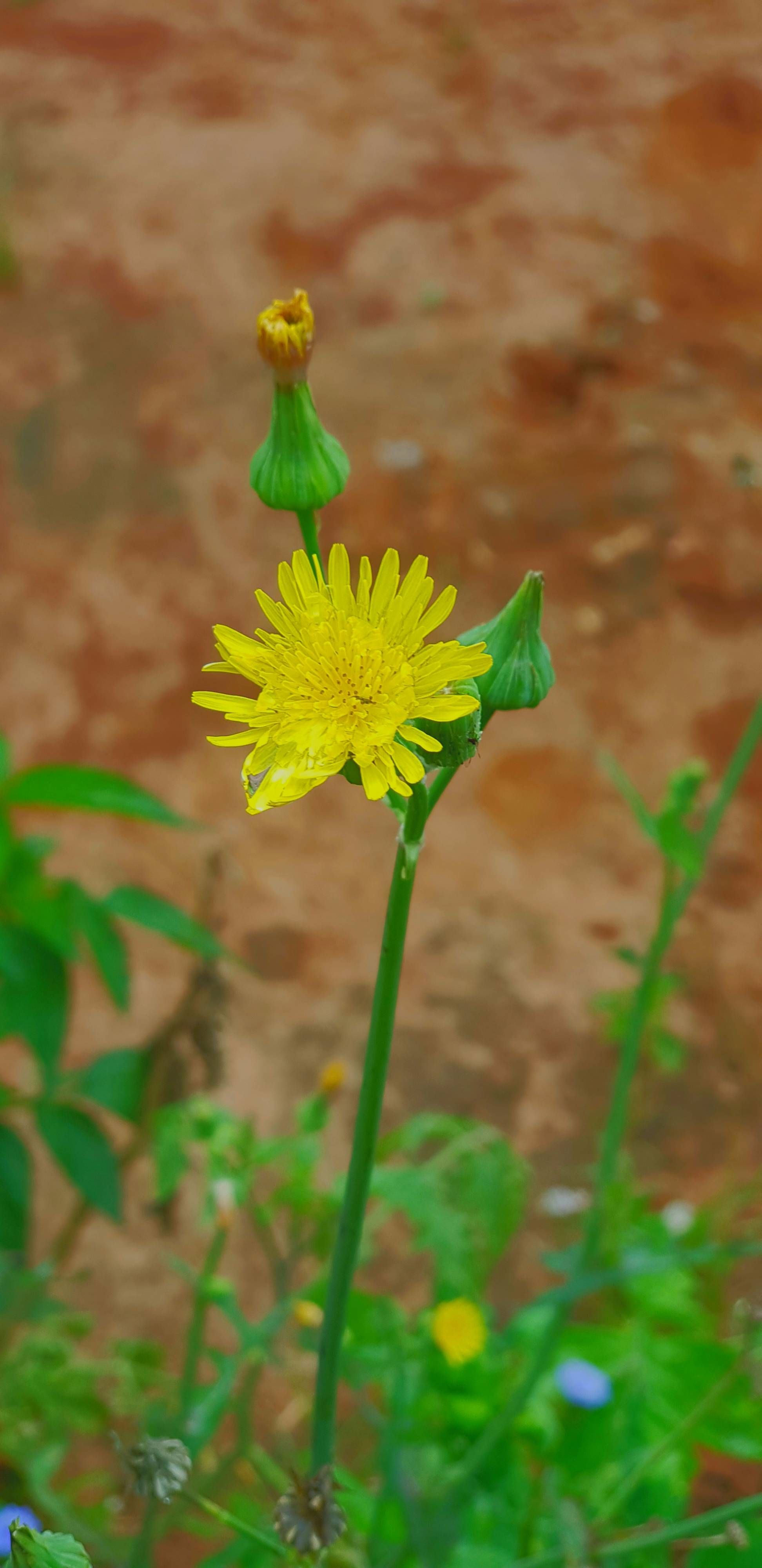 Flowers - Samsung Members