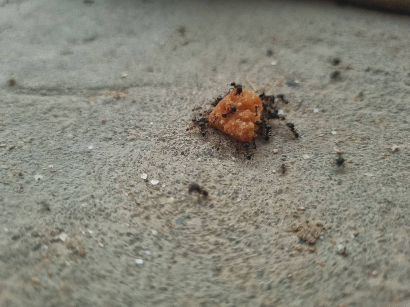 Ant Family - Samsung Members