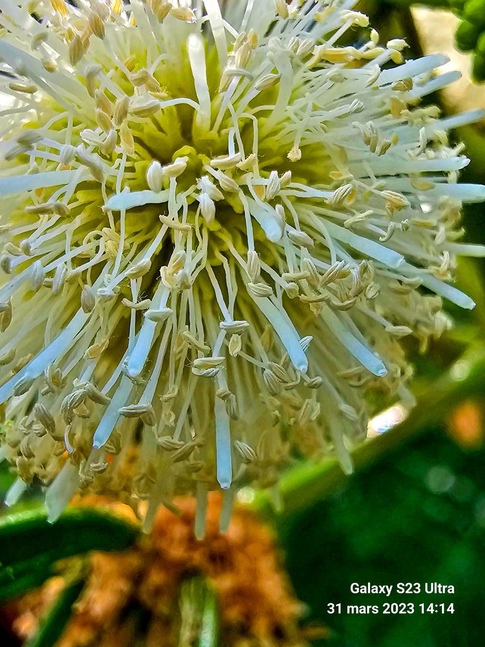 S23 ULTRA macro Photography 📸 - Samsung Members