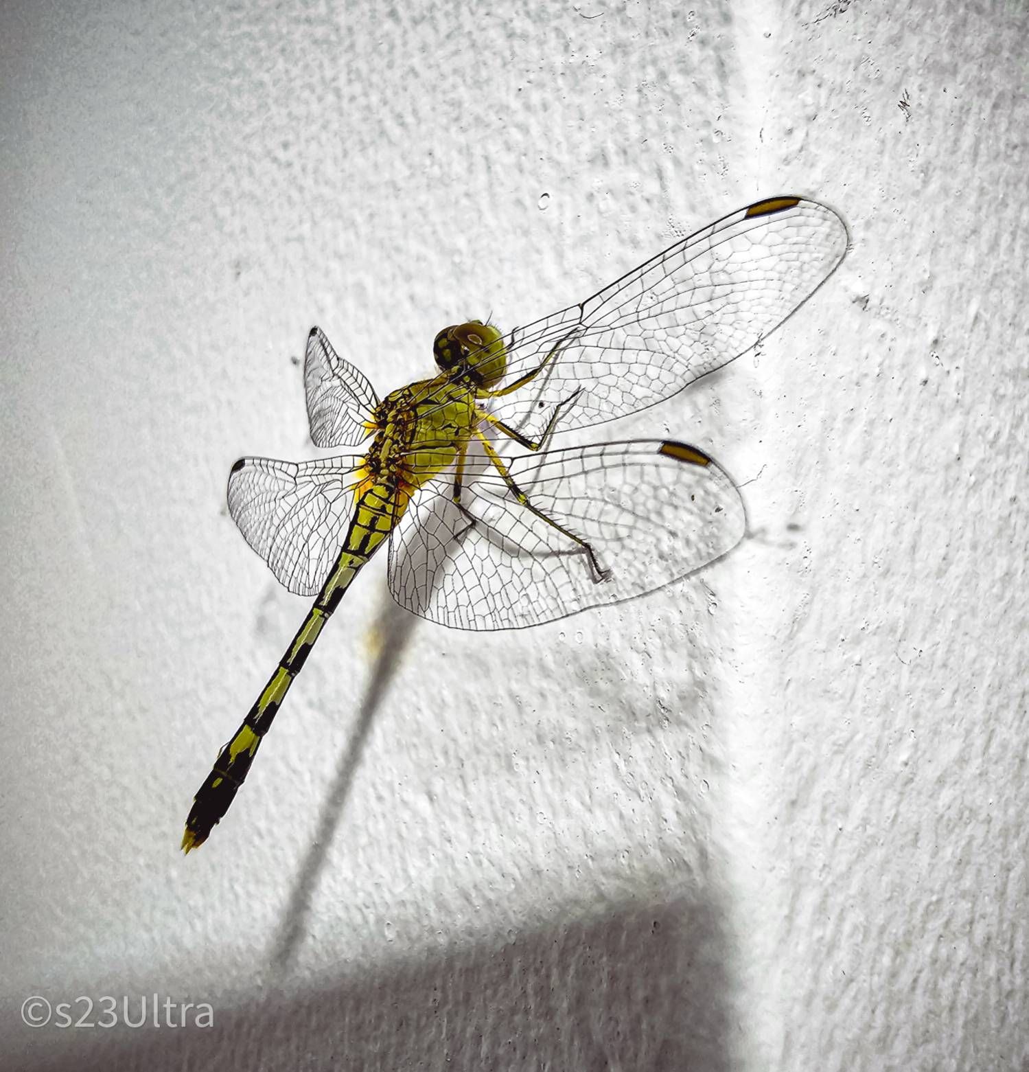 Dragon Fly captured by S23Ultra - Samsung Members
