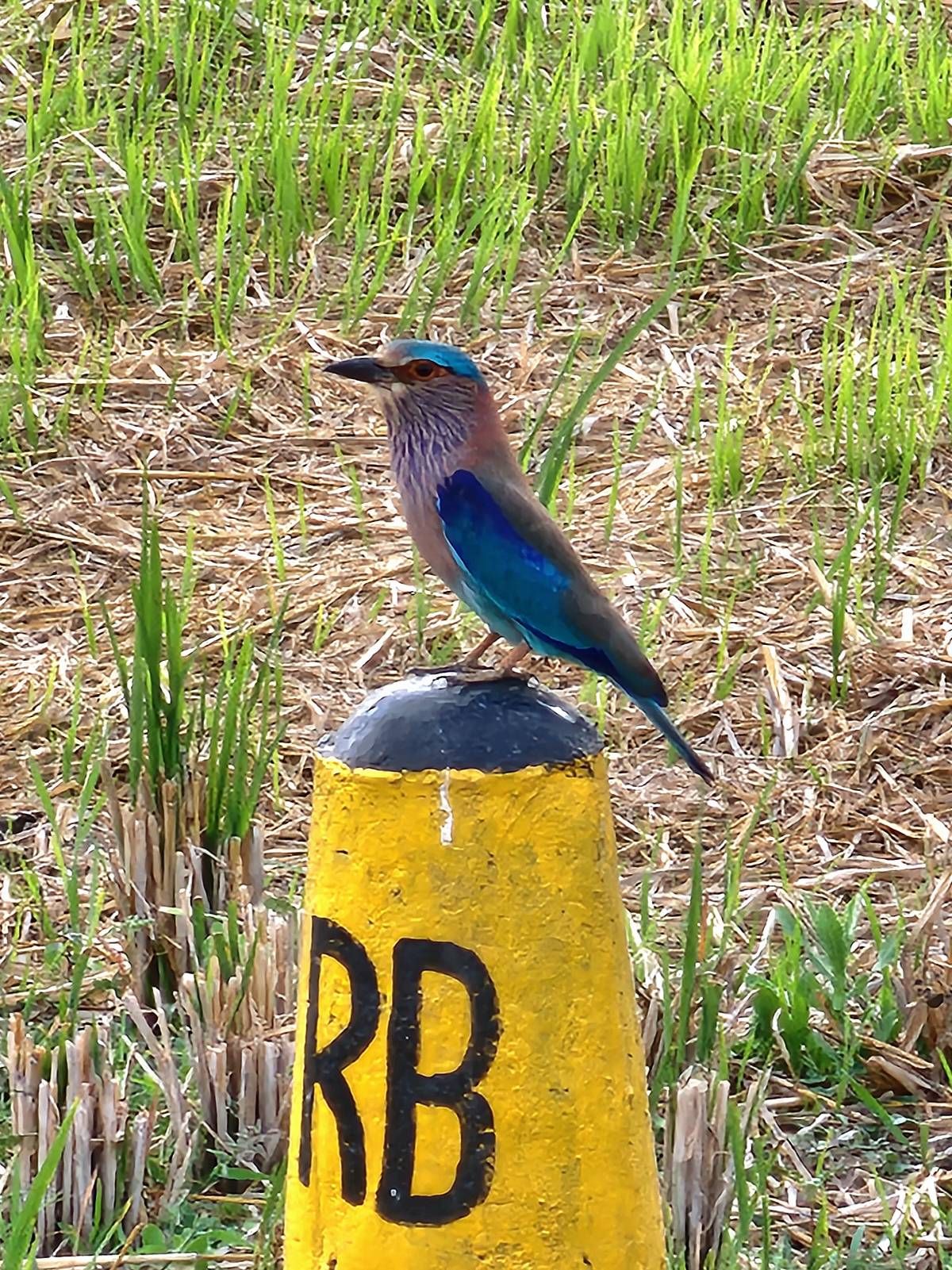 Bird - Samsung Members