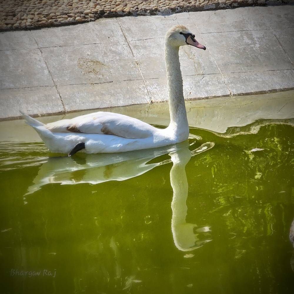 Swan Birds - Hans Using S23 Ultra 3X and 10X Lens - Samsung Members